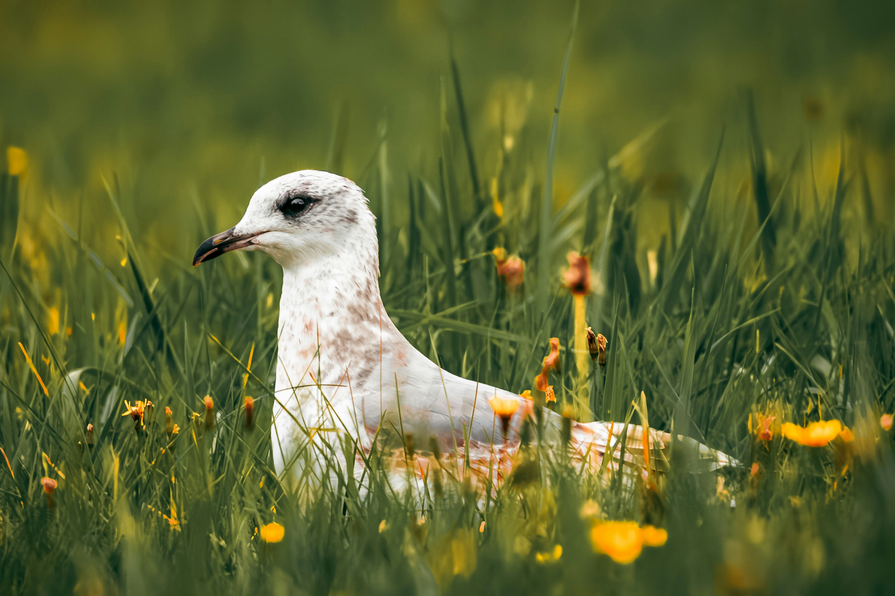White Gull in a Meadow of Golden Dandelions
