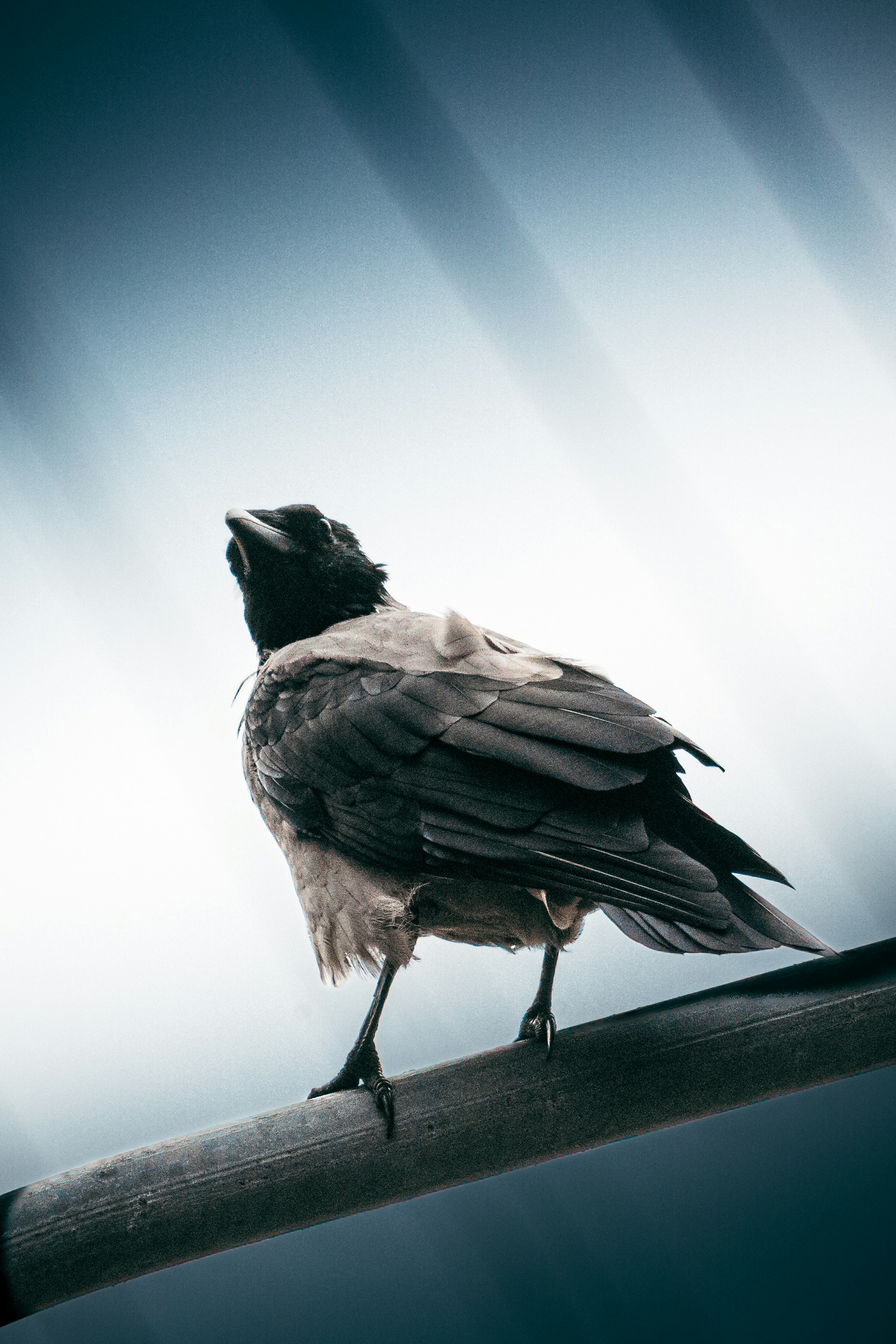 Rook on a Silvery Tube: A Lone Crow Against a Blurred Night