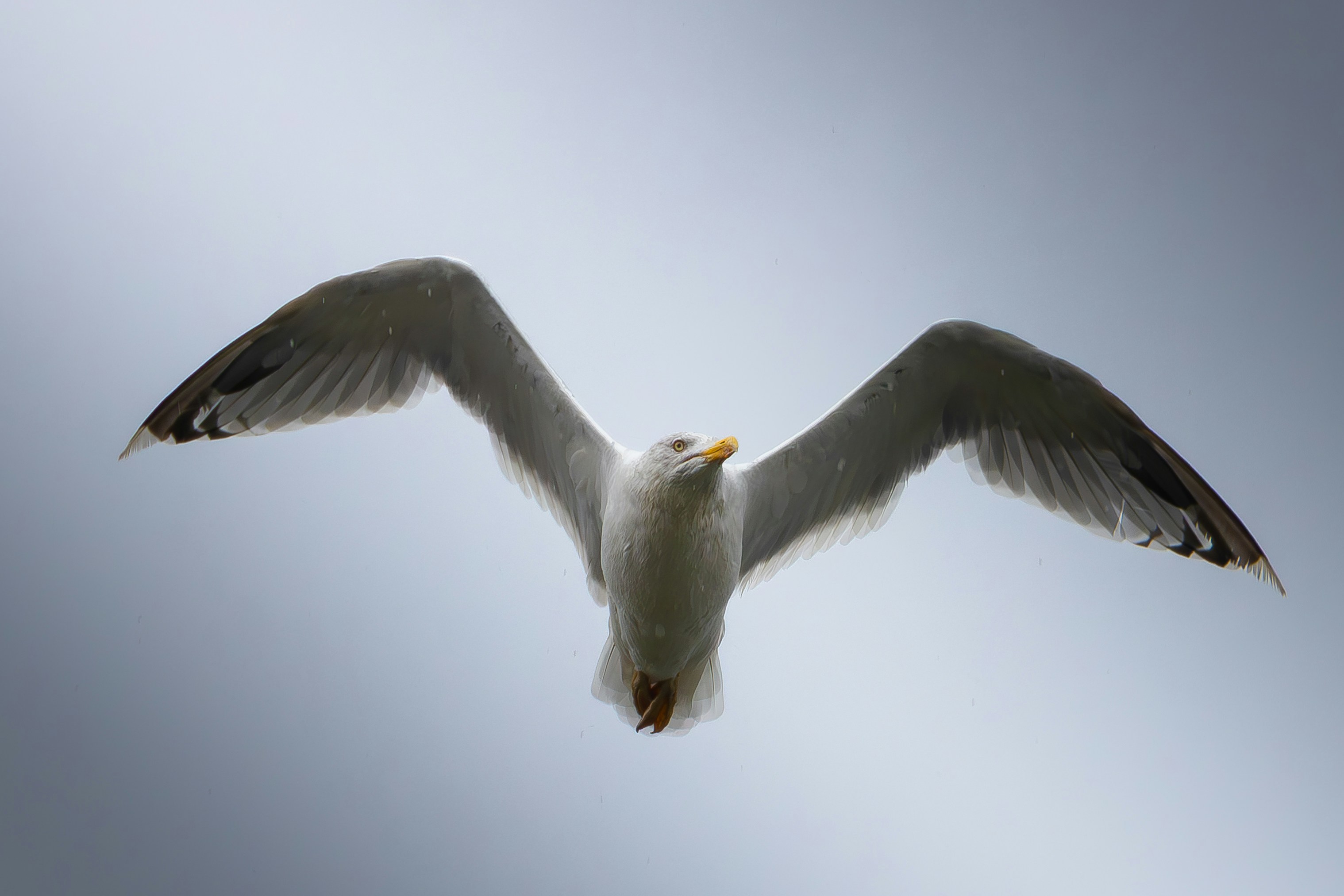Seabird in Lift: Wings Outstretched Against a Cloudy Crown