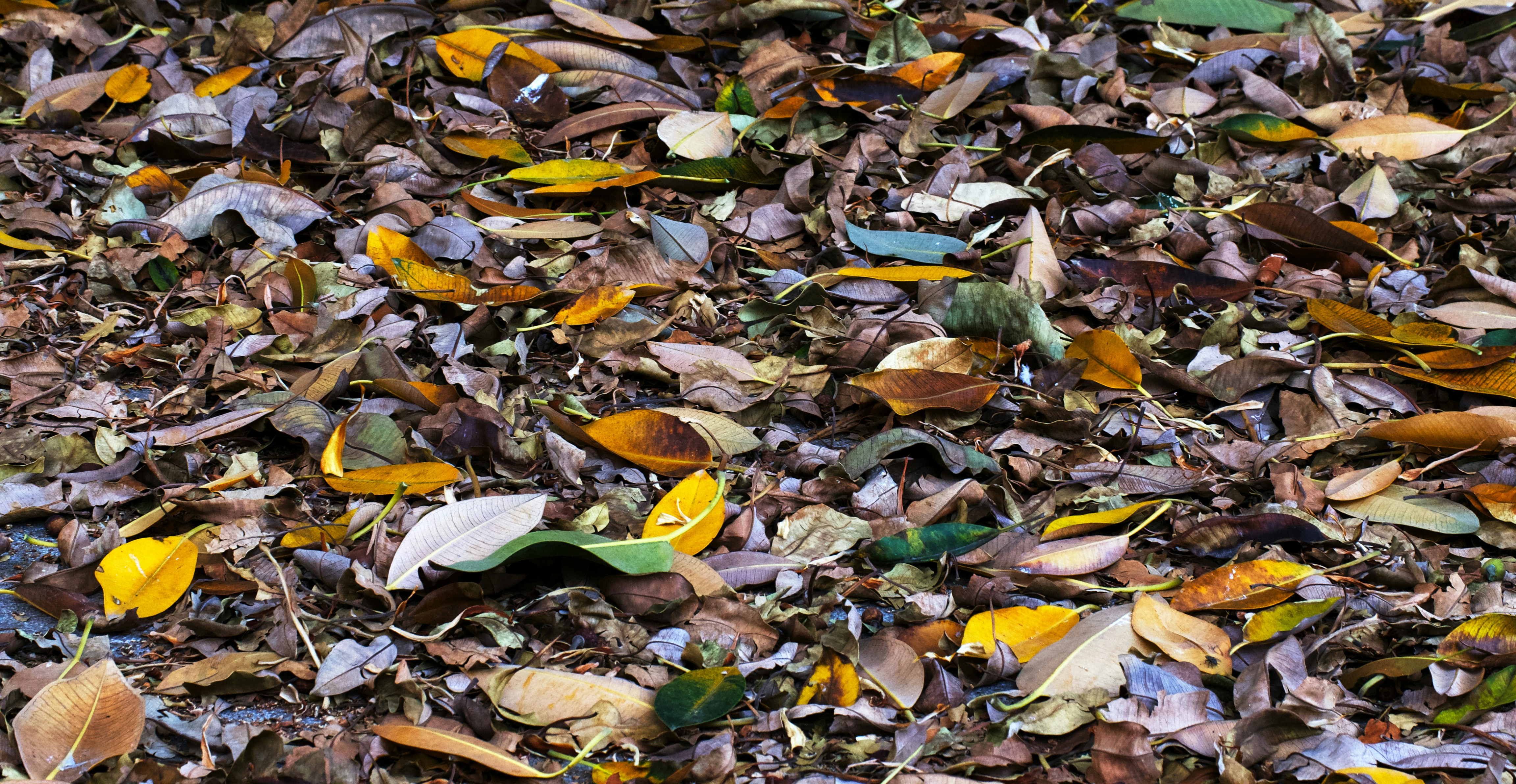 A carpet of fallen leaves in varying hues covers the forest floor, capturing the textures and colors of late autumn. The composition emphasizes the organic mosaic of shapes and tones on the ground.