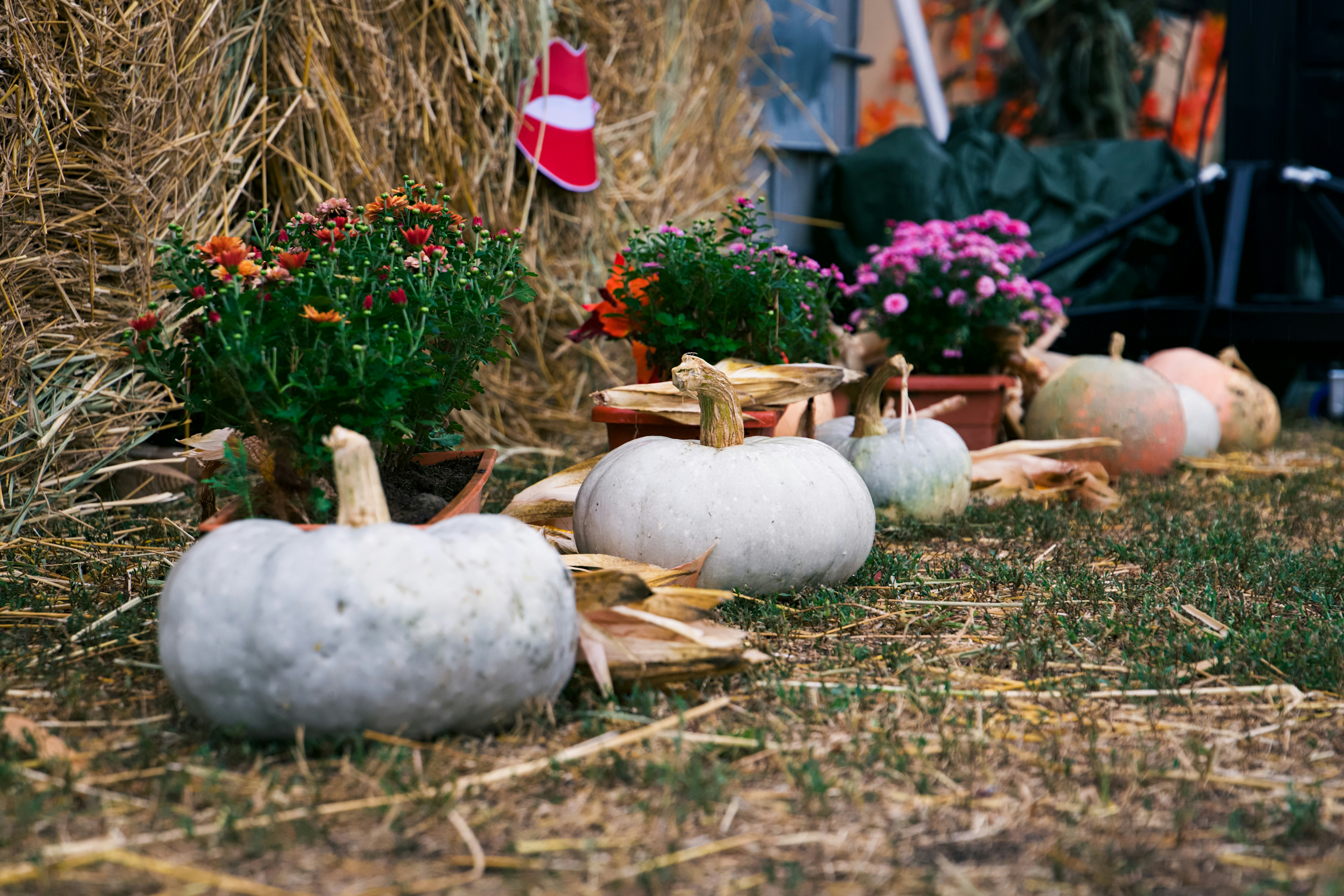 Harvest festival: white pumpkins and potted chrysanthemums lining a rustic hay bale alley
