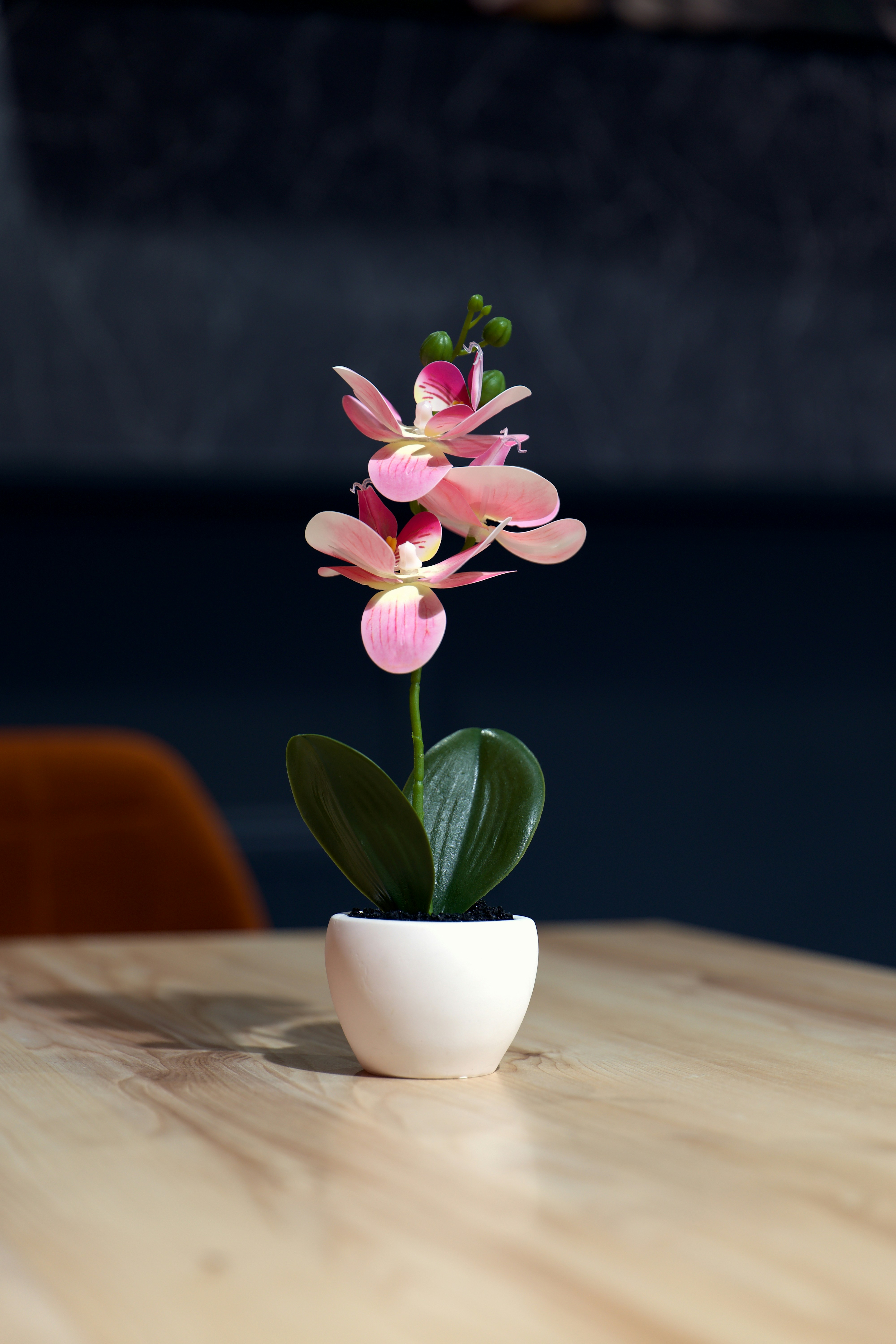 Pink Orchid in Focus: A Minimal Still Life on Sunlit Wood