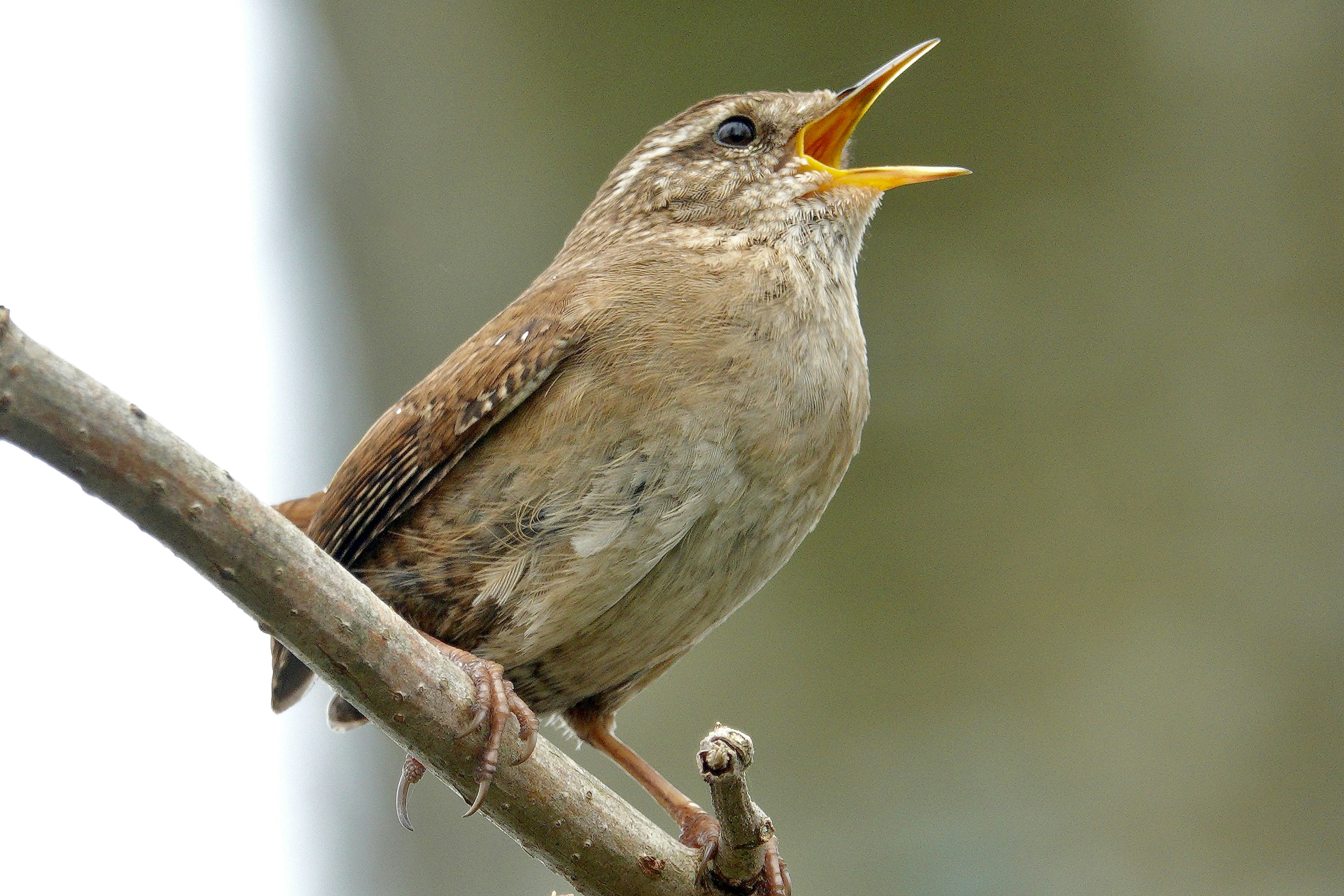 Beak Wide Open: a small songbird perched on a branch