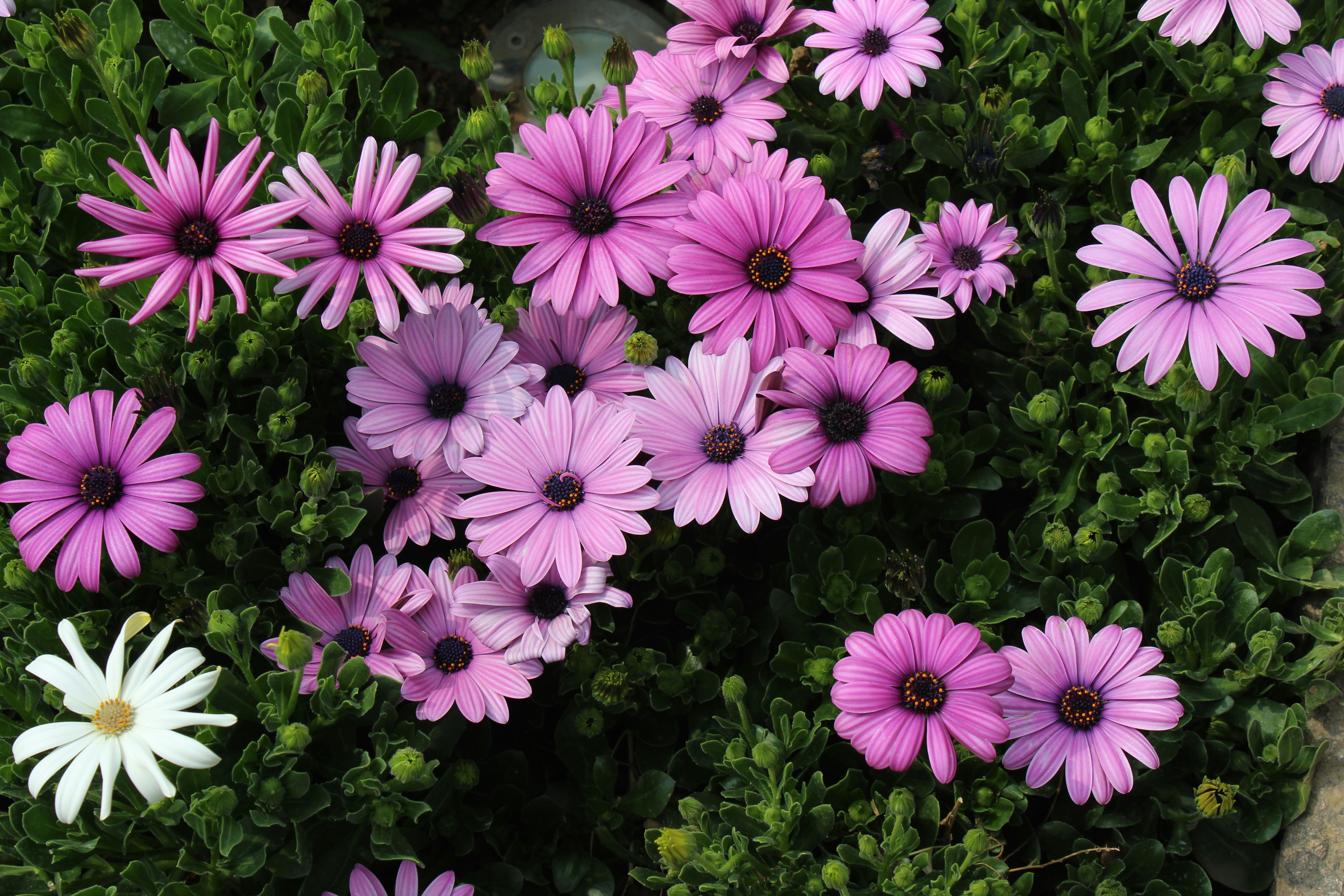 Petal Mosaic: Pink Daisies Framed by Emerald Foliage