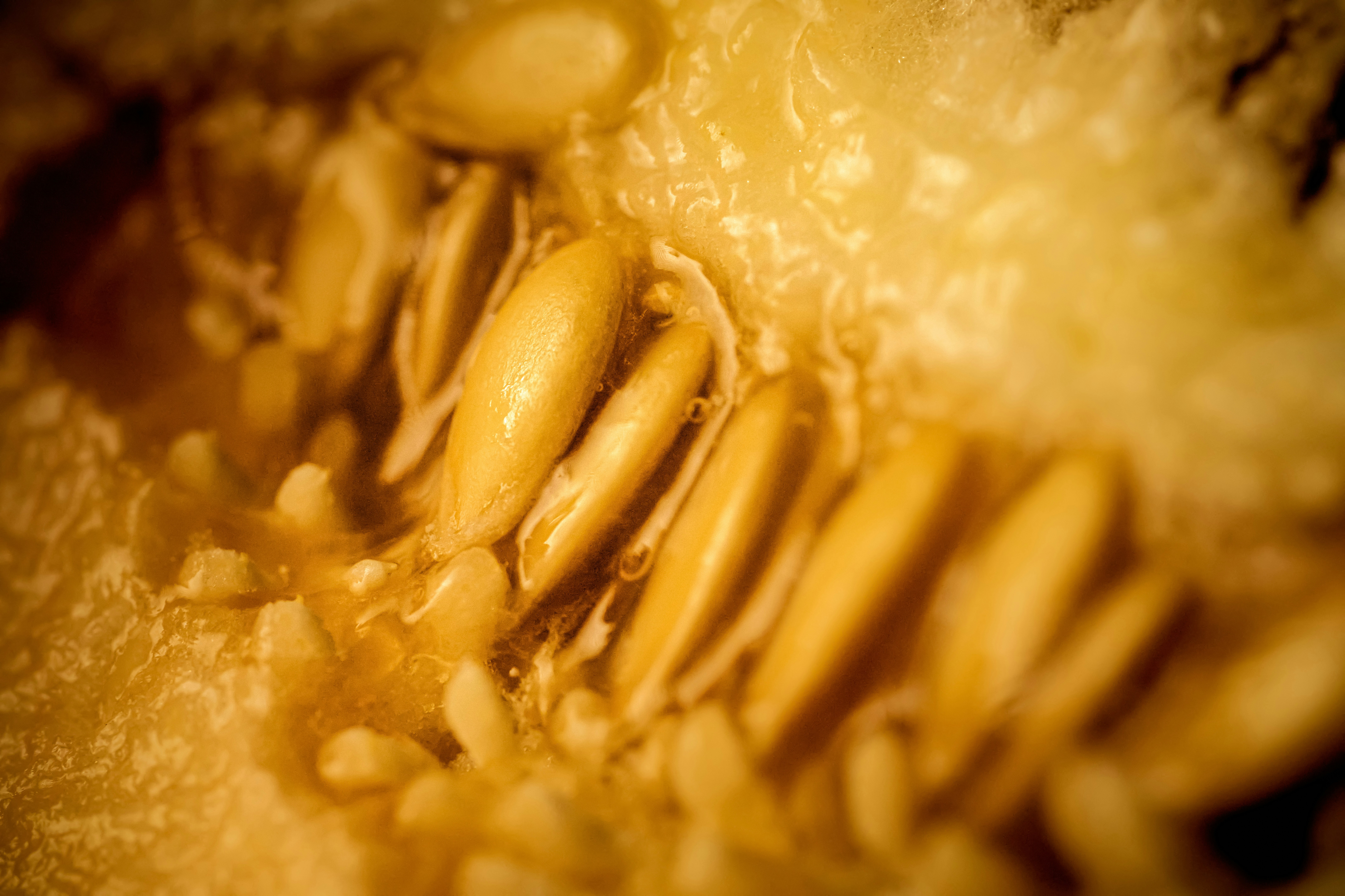 Golden Macro: Sunlit Seeds in a Tiny Cavern