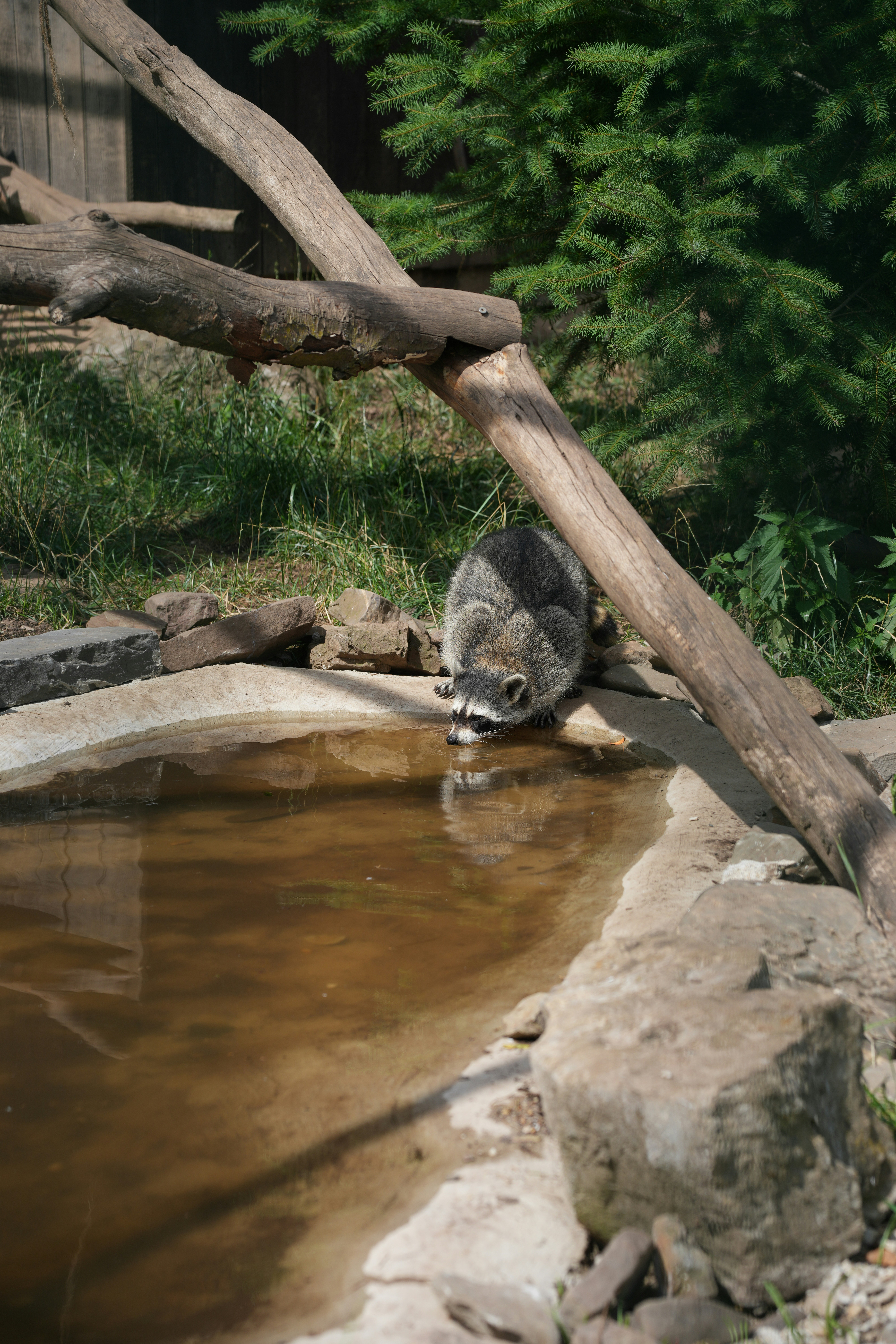 Curious Otter at the Water's Edge