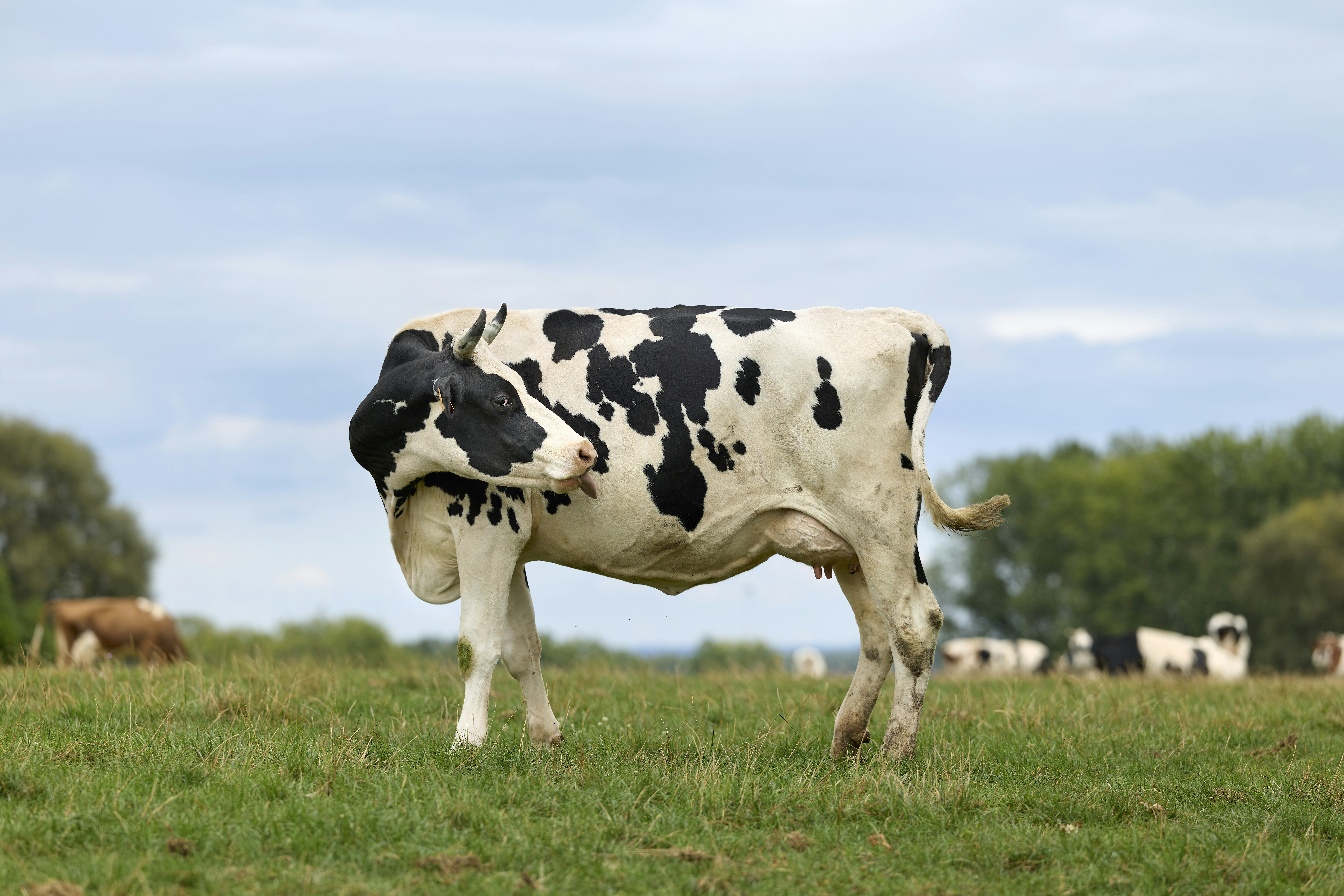 Pasture Sentinel: Holstein with a Quiet Stare