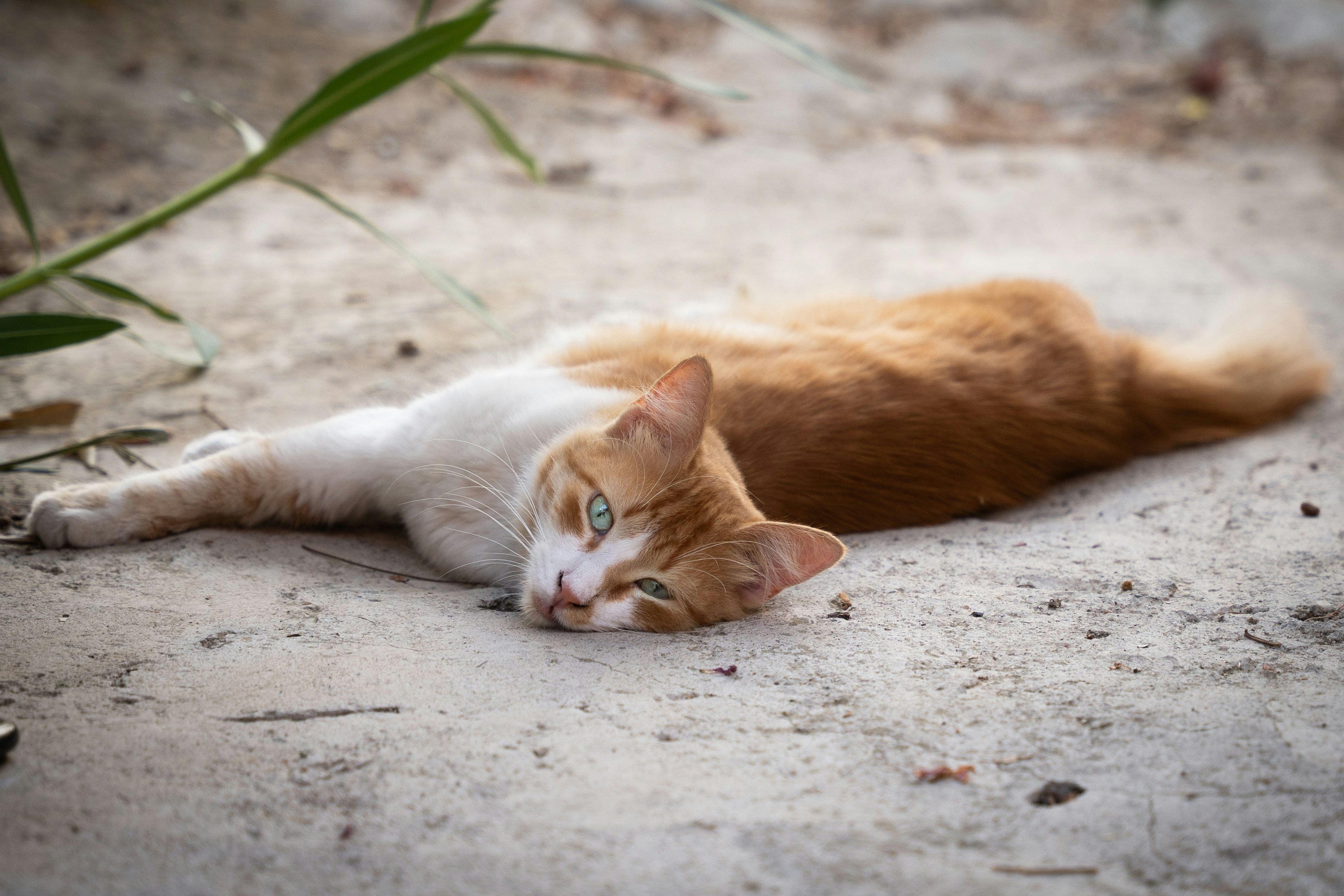 Sunlit Lounge: Orange-and-White Cat Reposes on Sand