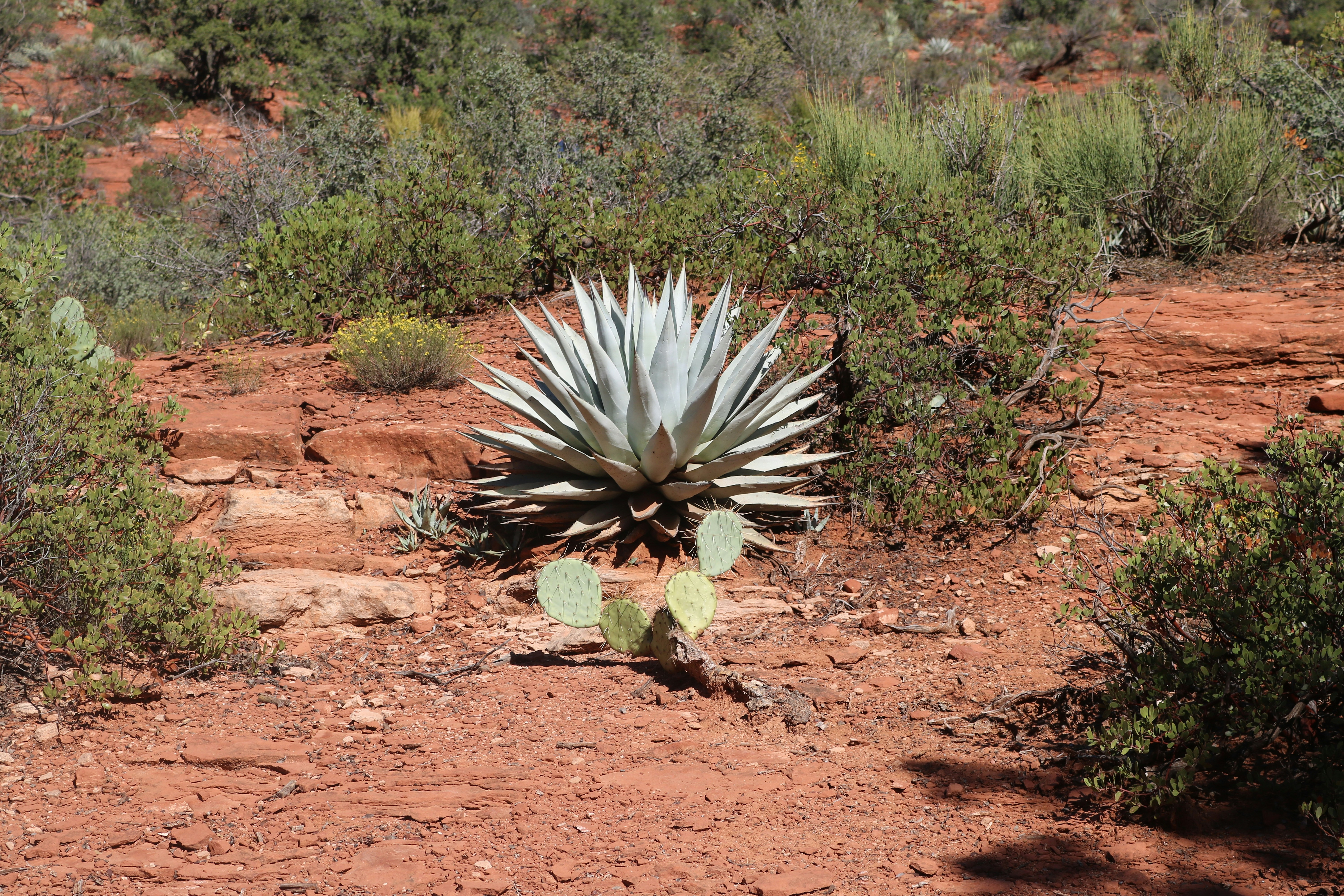 Desert Spotlight: A Silver-Leafed Aloe Reaching for the Sun