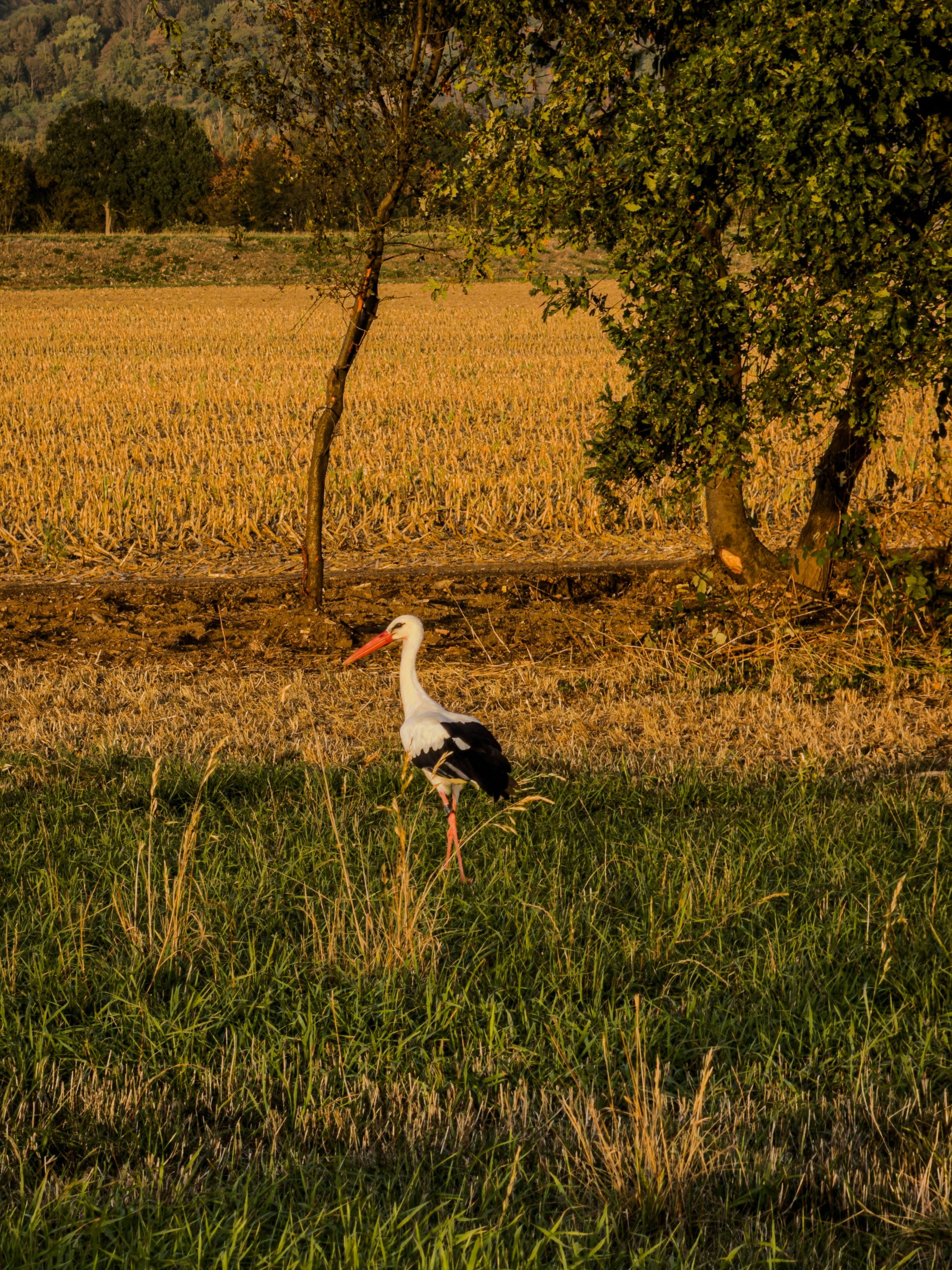 A white stork standing in a grassy field during the golden hour