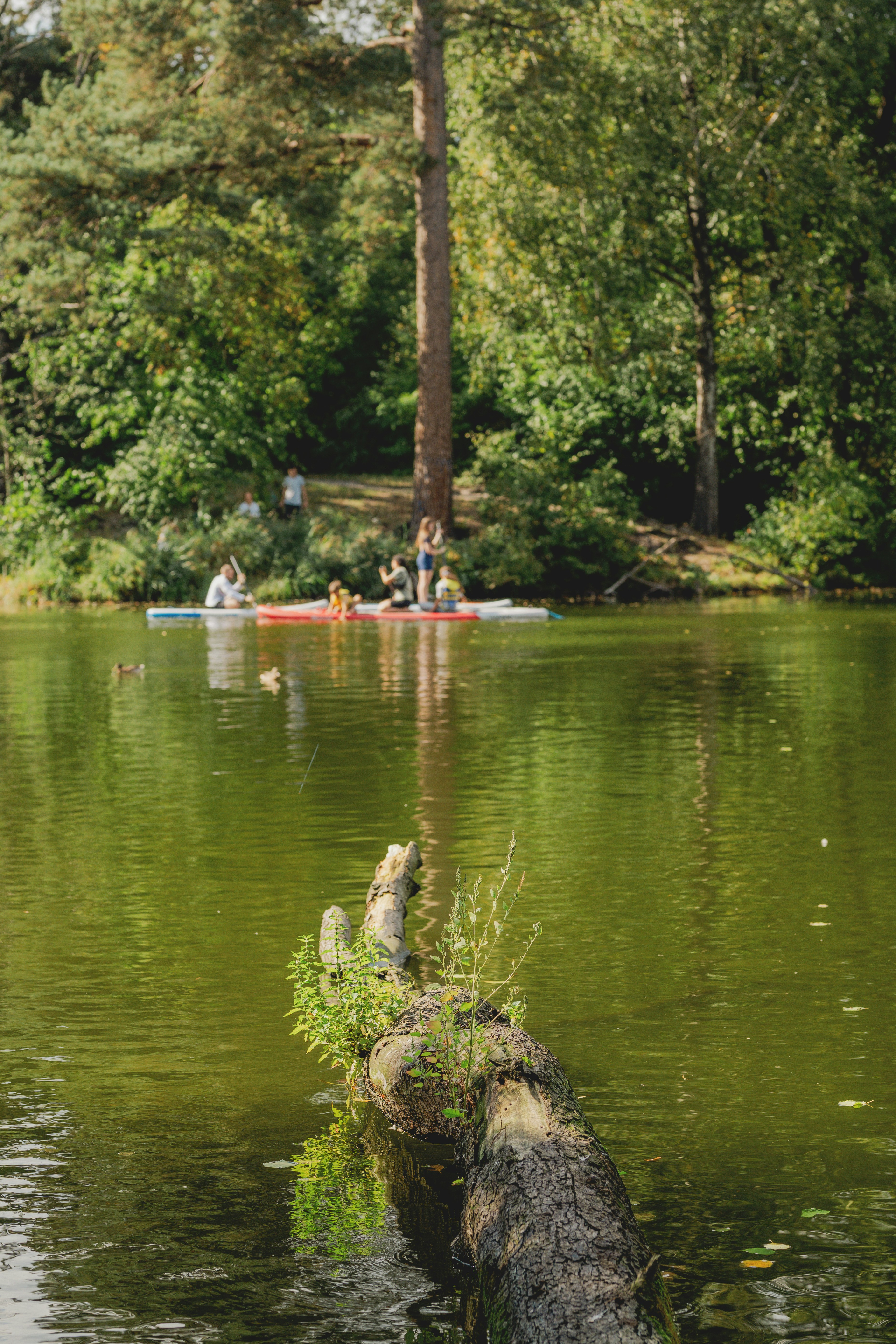 Fallen Log Crossroads: Canoeists on a Quiet Lake