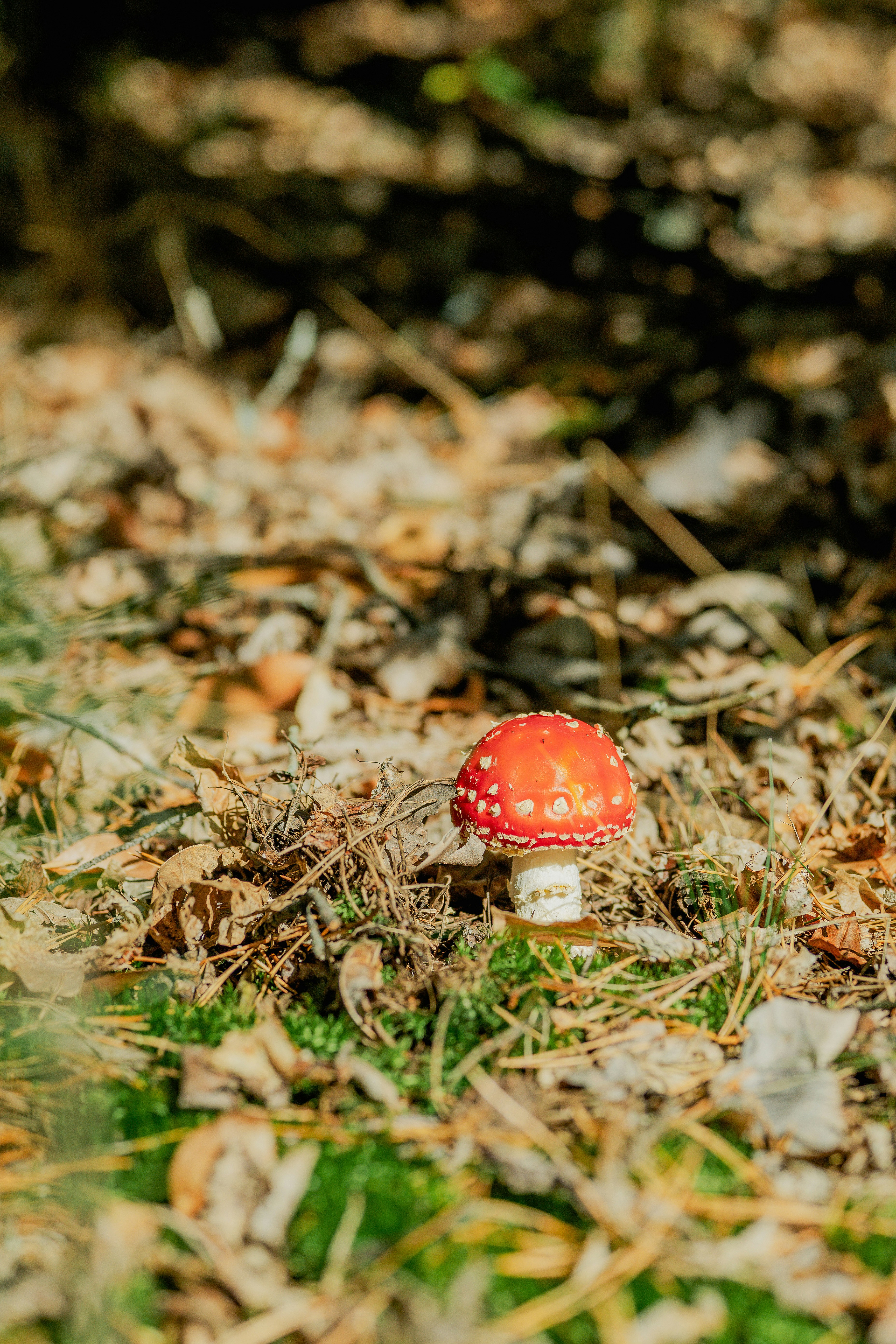 Red-capped Mushroom in Morning Forest Light