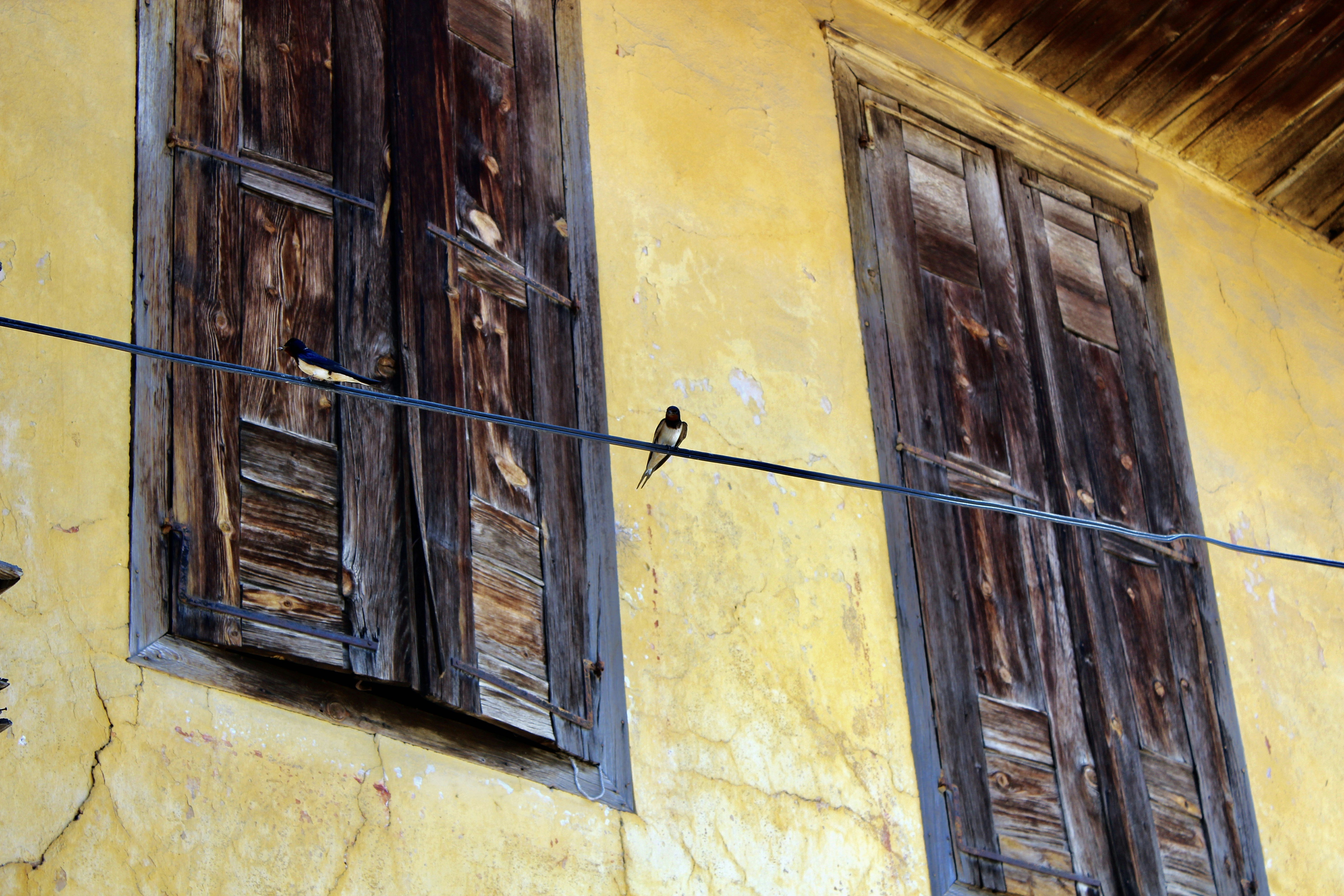 Weathered Yellow Facade and Shuttered Windows with a Wire-bound Bird