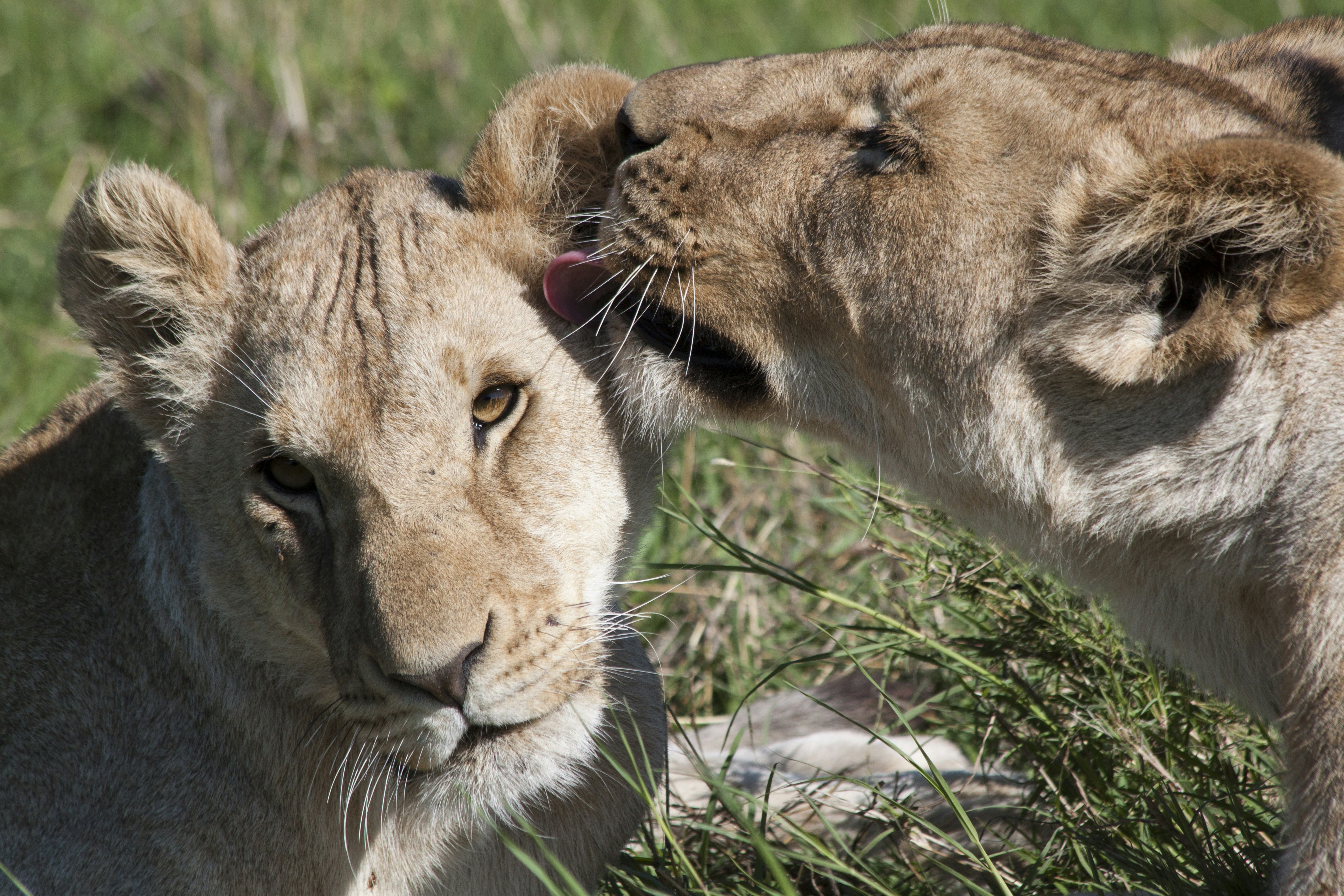 Close Contact: A Pair of Lions in Quiet Affection