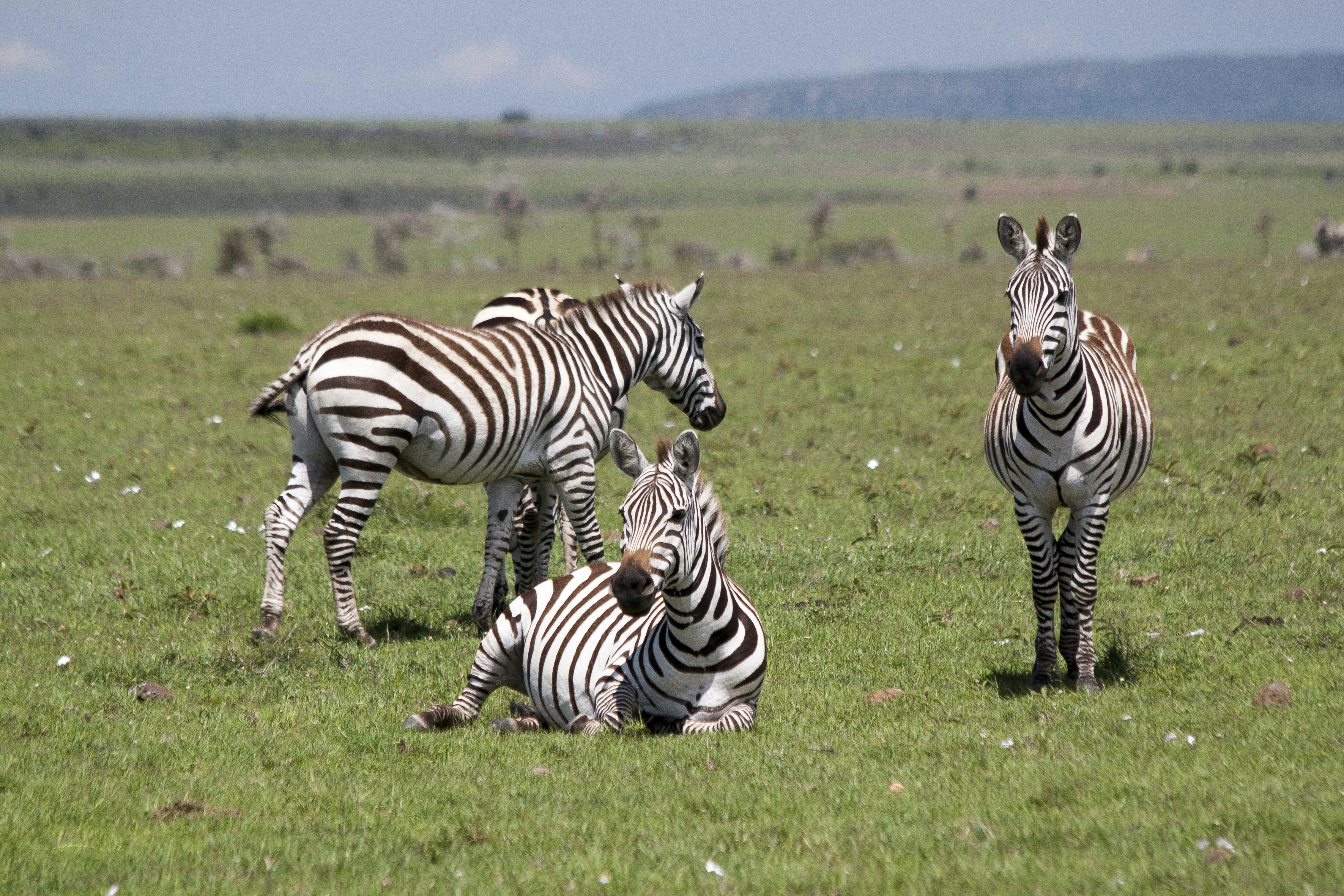 Zebras at Distant Watch: A Node of Stripes on the Serengeti Plain