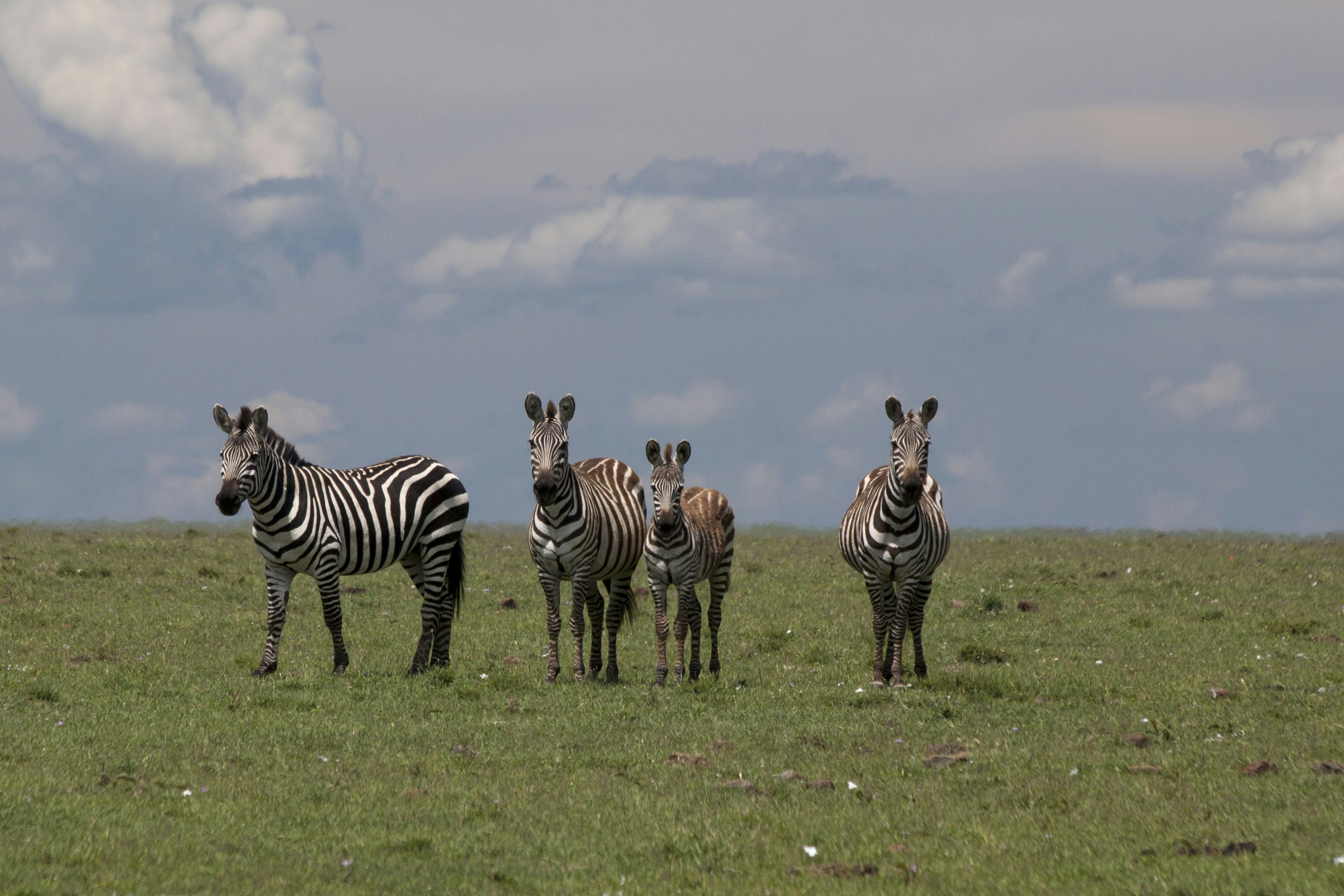 Zebras in a Quiet Grassland: A Small Herd on the Horizon