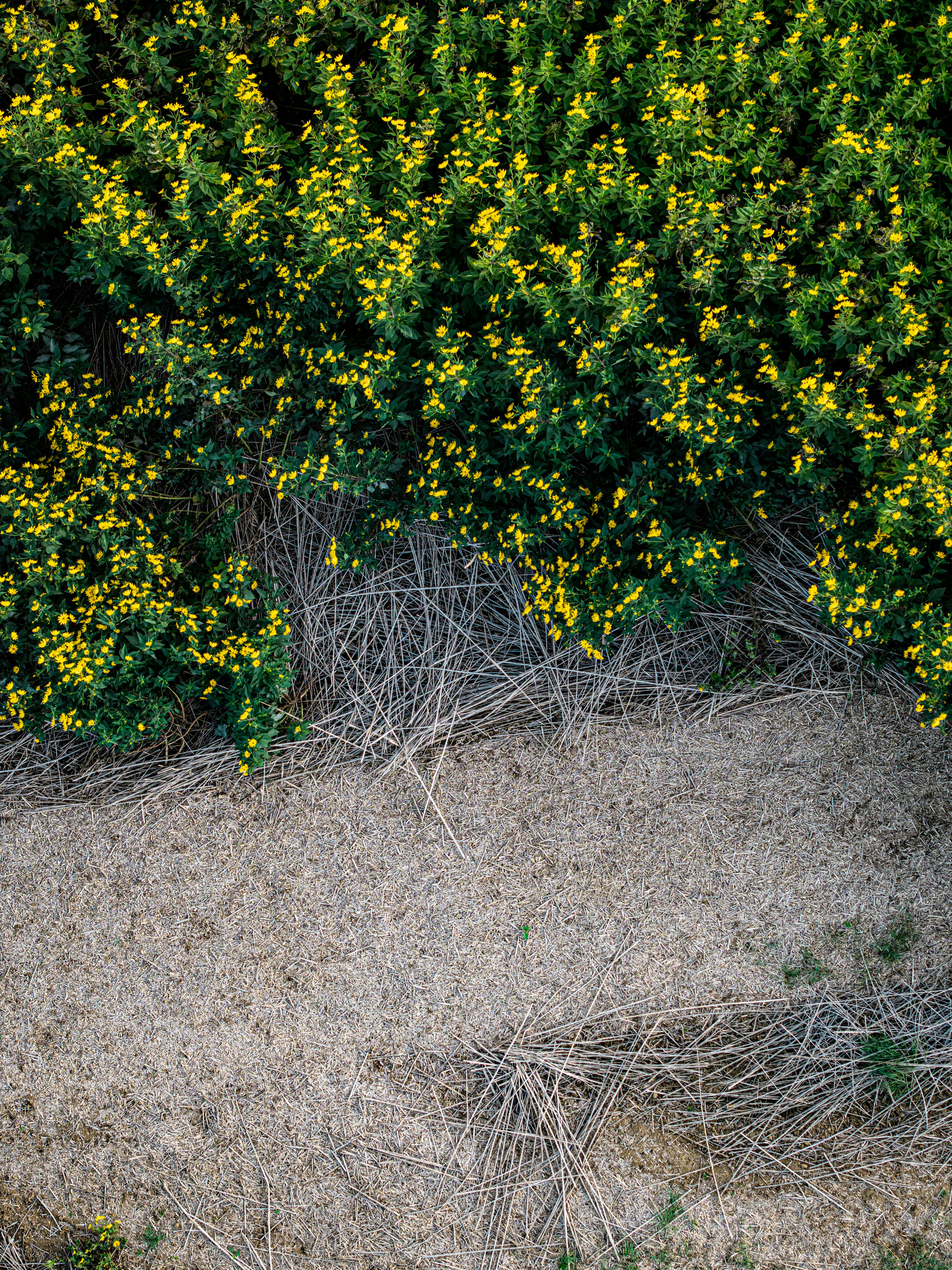 Yellow bloom fence: a hedge of tiny suns over dried ground