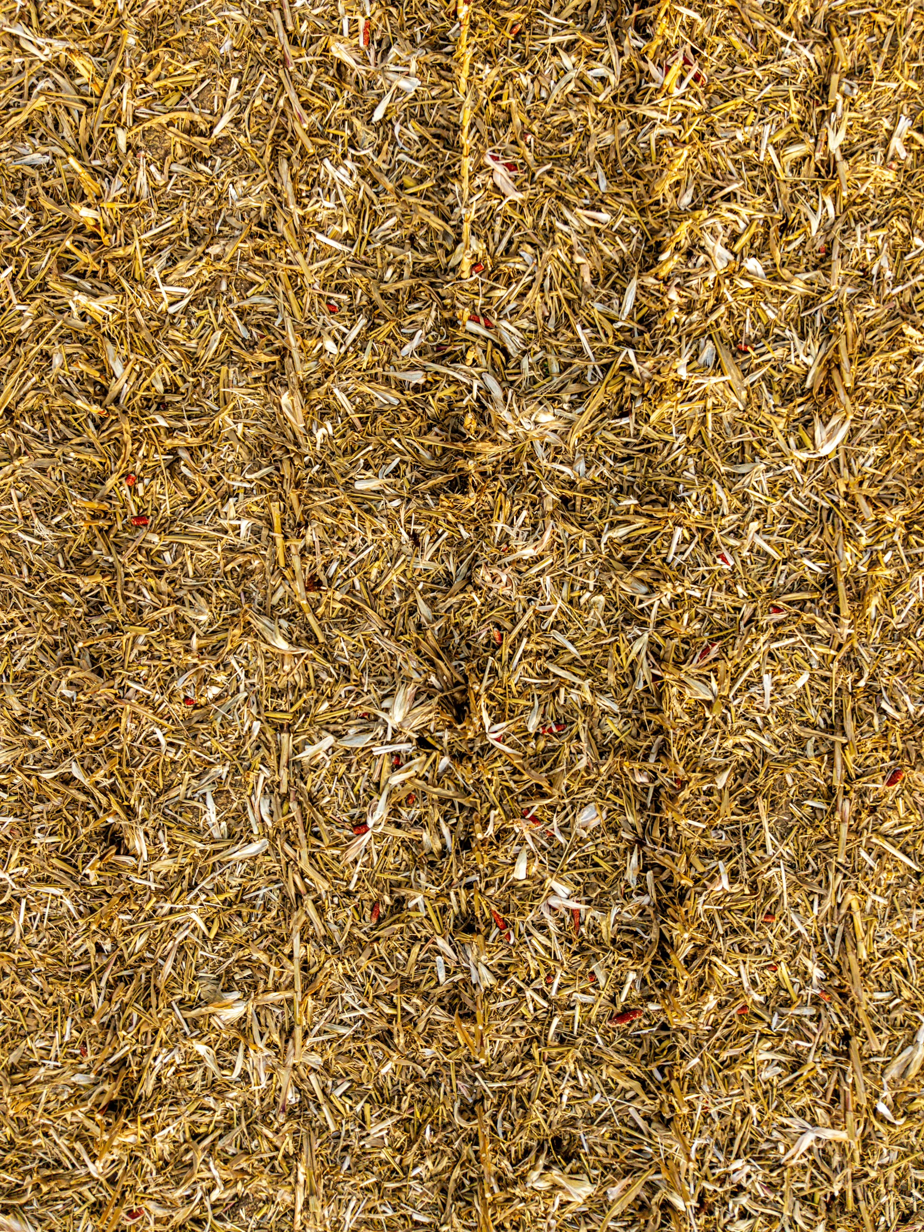 Dense layer of golden straw textures with small red seeds scattered; close-up of organic fibrous surface showing natural color variation and roughness.