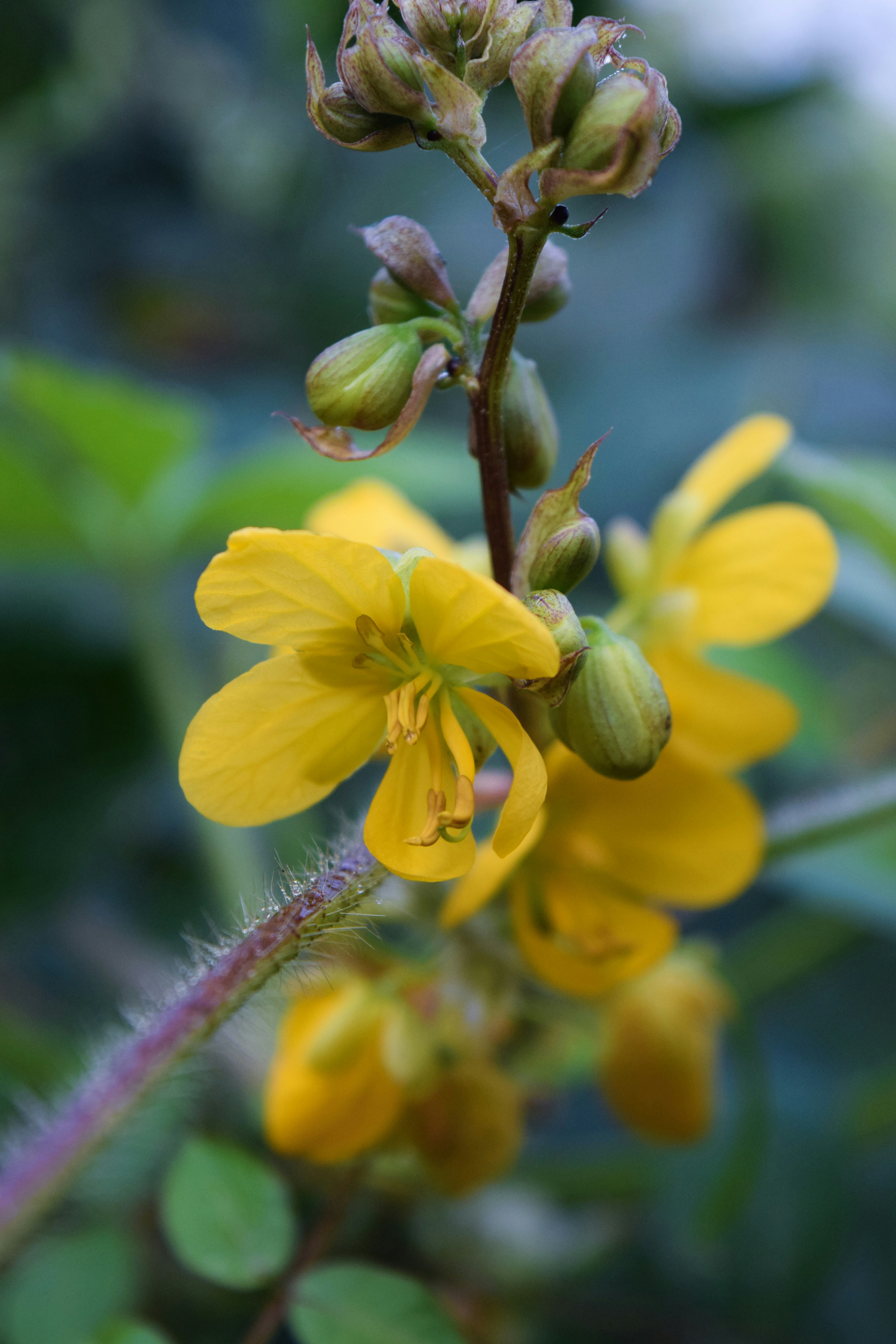 Yellow bloom on a mossy stem reaching toward the sun