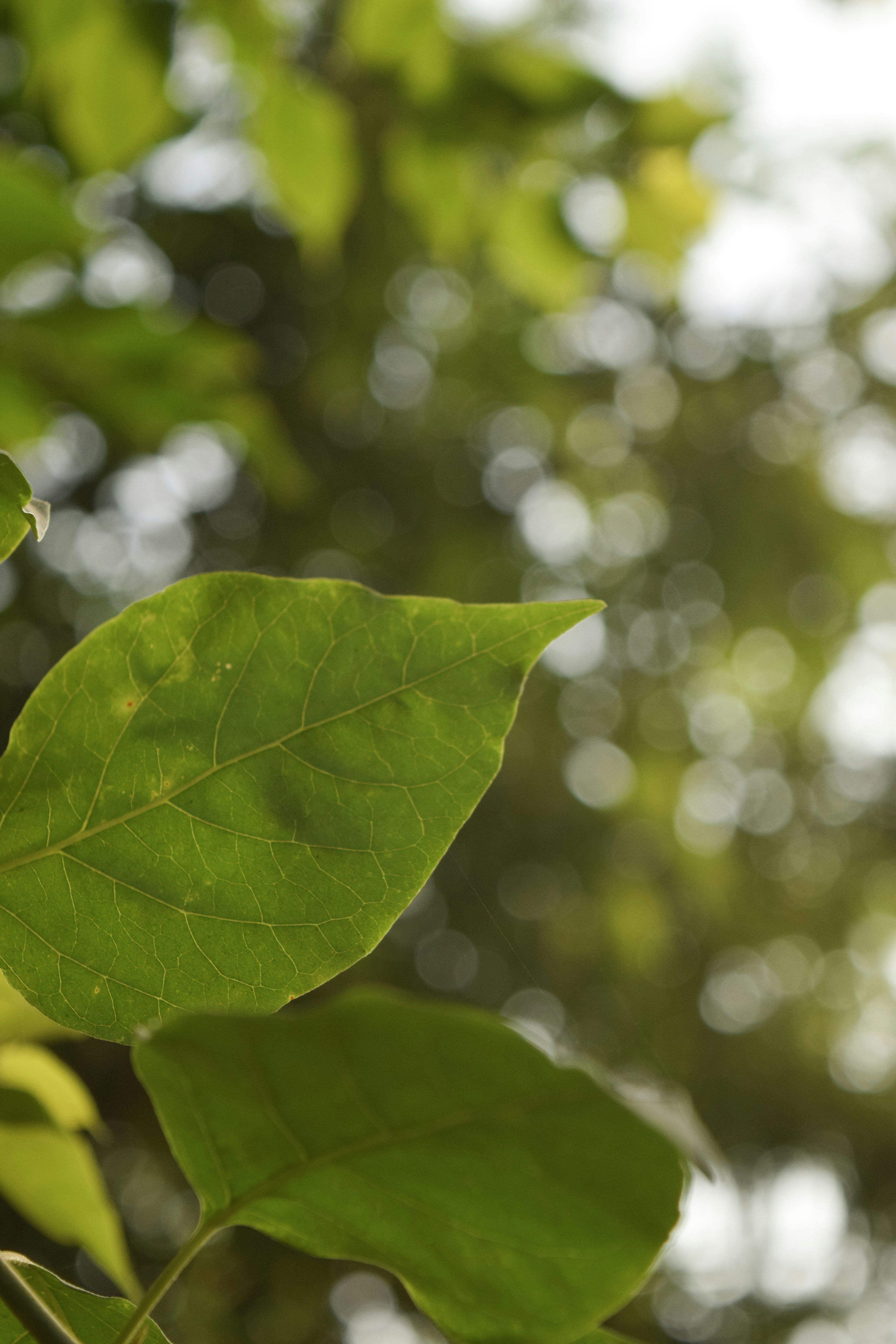 Verdant Leaf in Focus: Close-Up of Fresh Green Veins