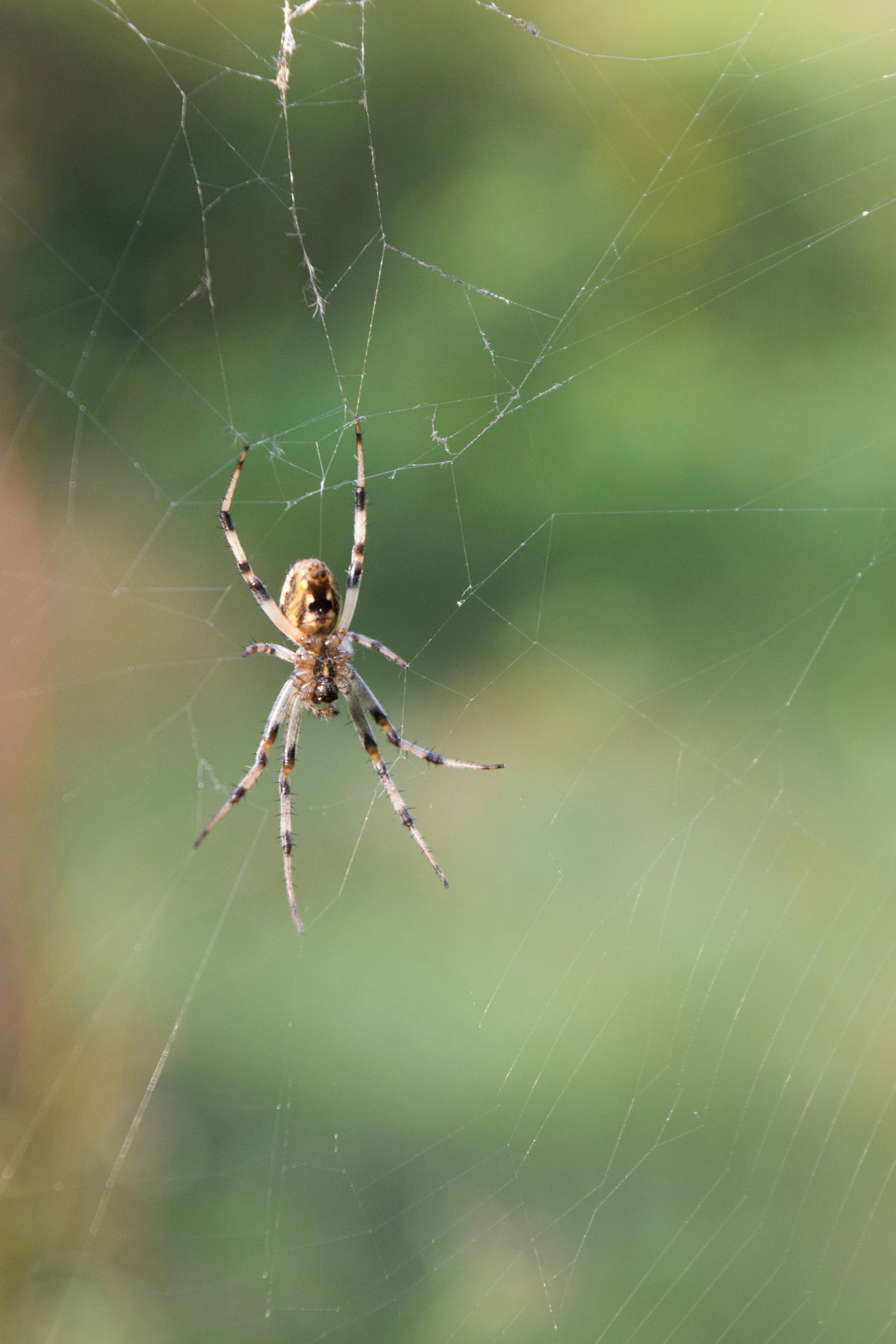 Orbweaver in Delicate Web: A Pause Between Threads
