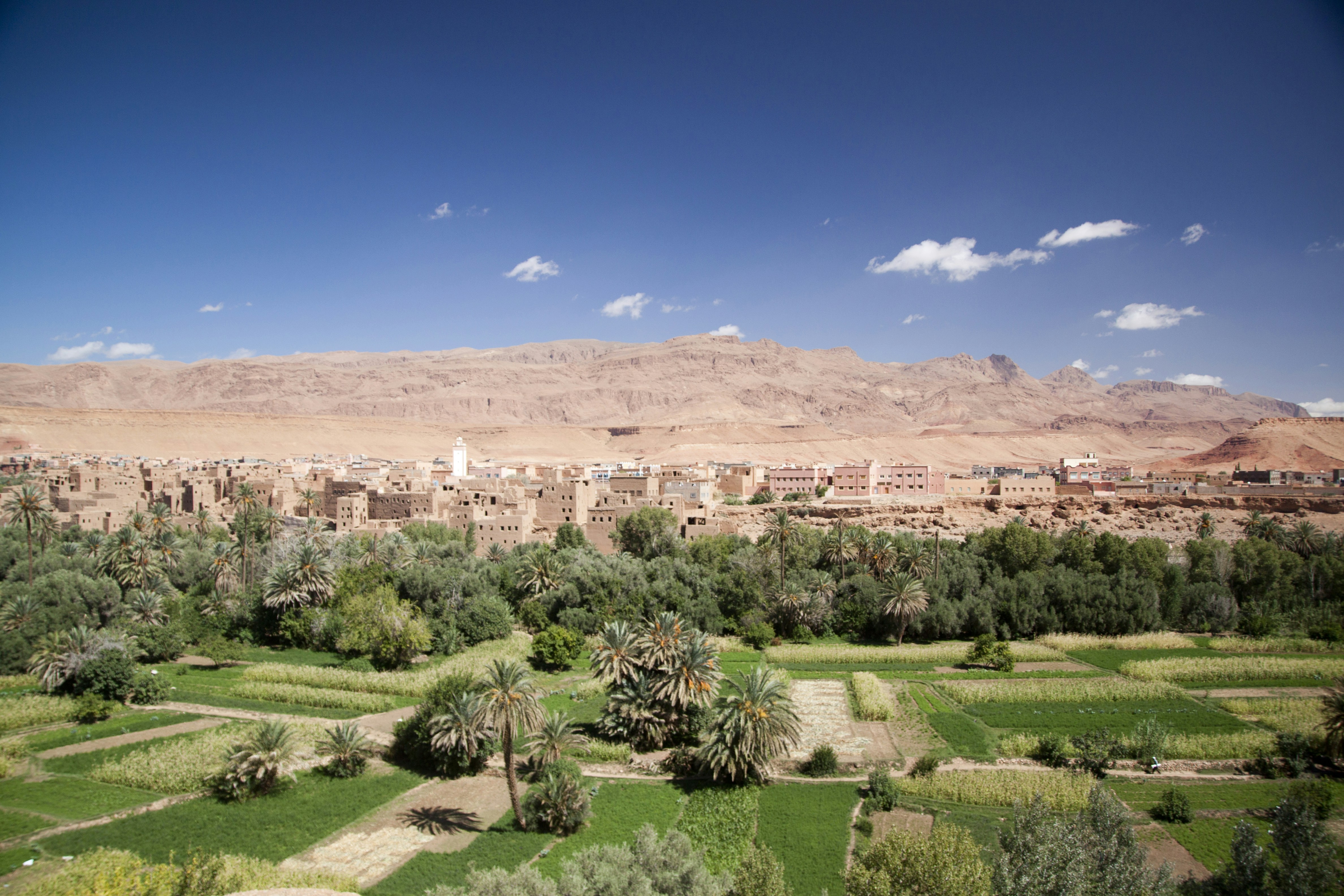 Oasis Rows and Desert Ridge: A Green Mosaic Under a Clear Blue Sky