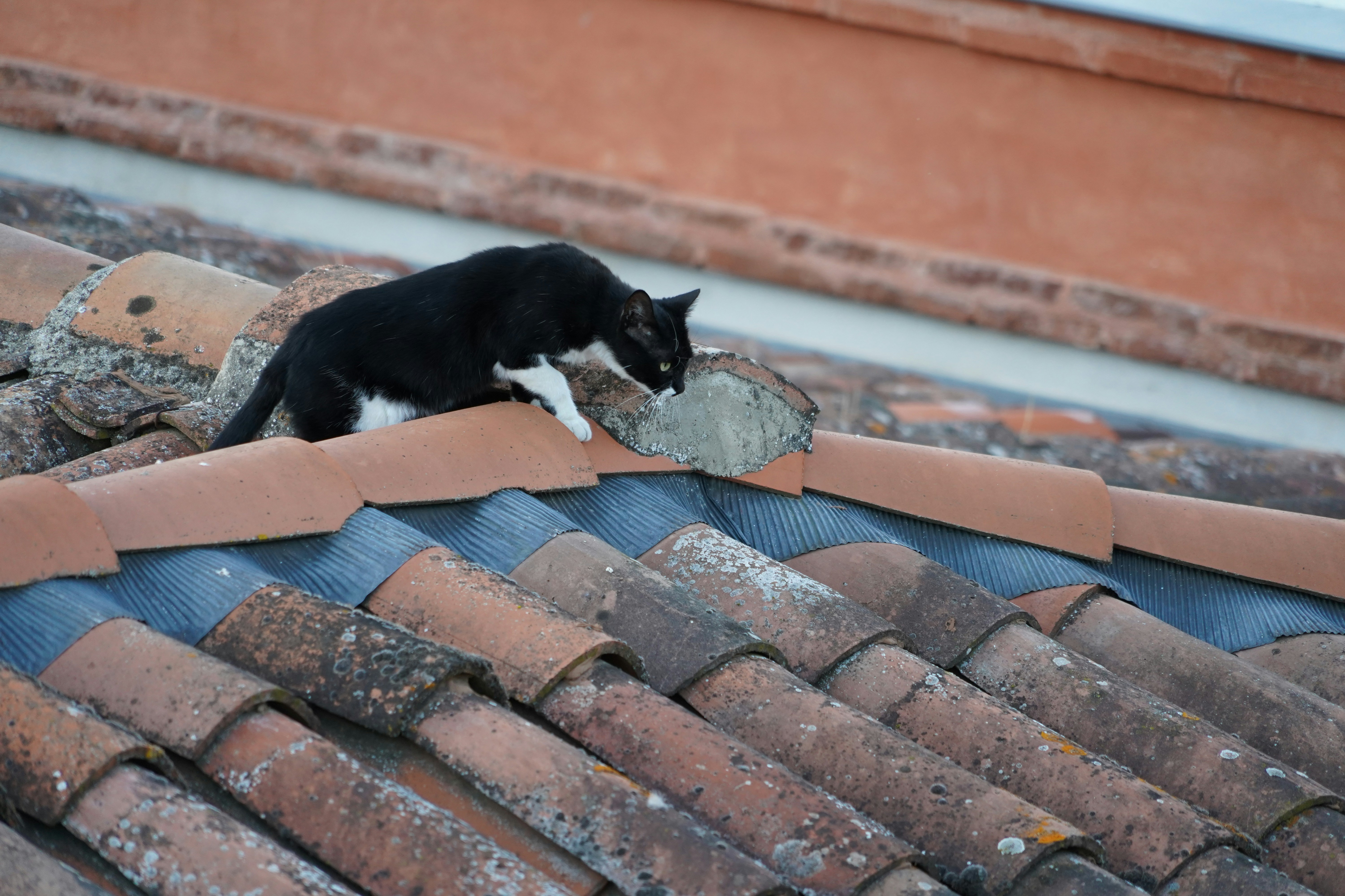 Cat on the Rooftop Tiles: Midnight Stalker Amid Weathered Shingles