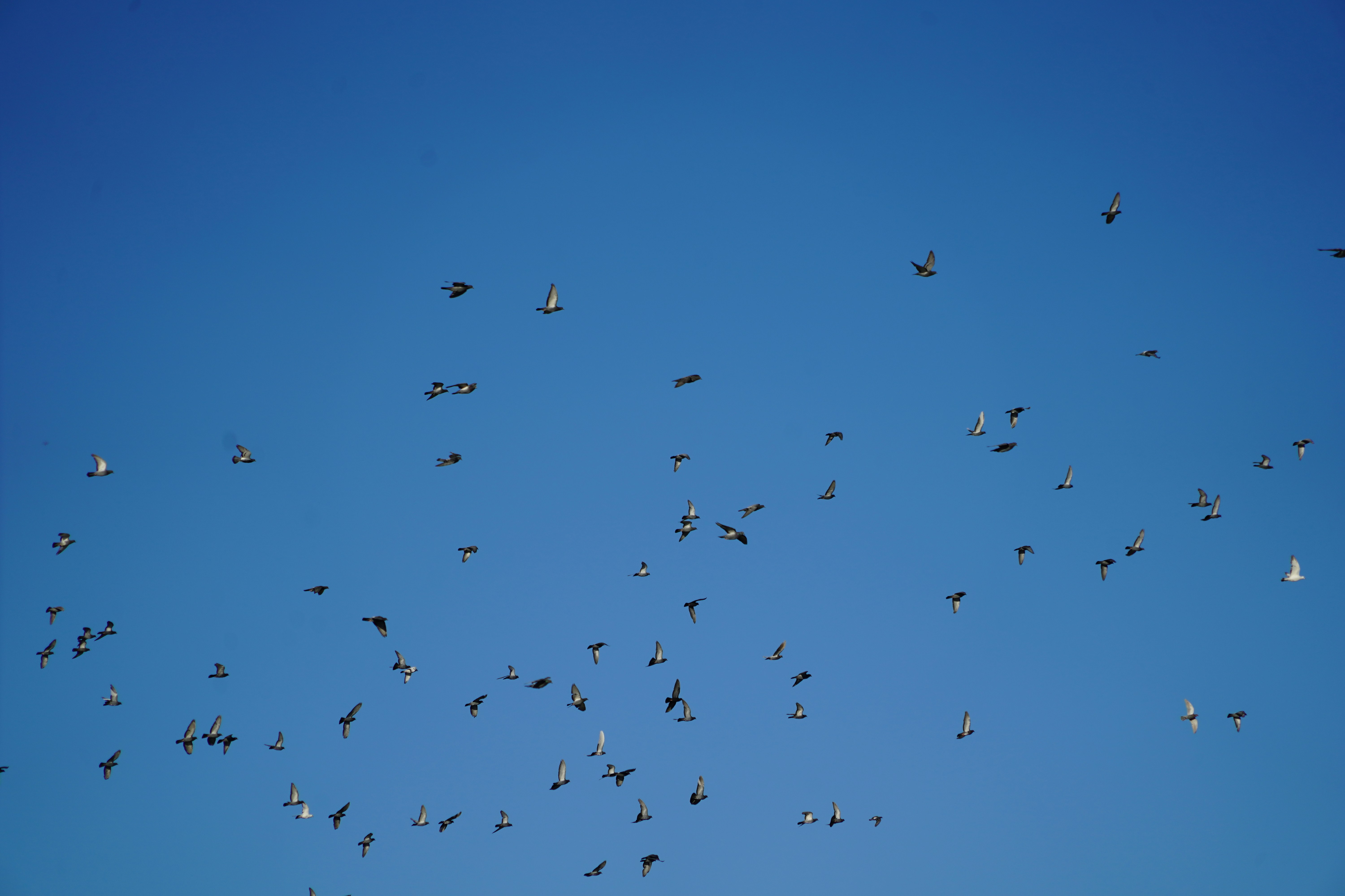 Vast Blue Sky with a Flurry of Birds
