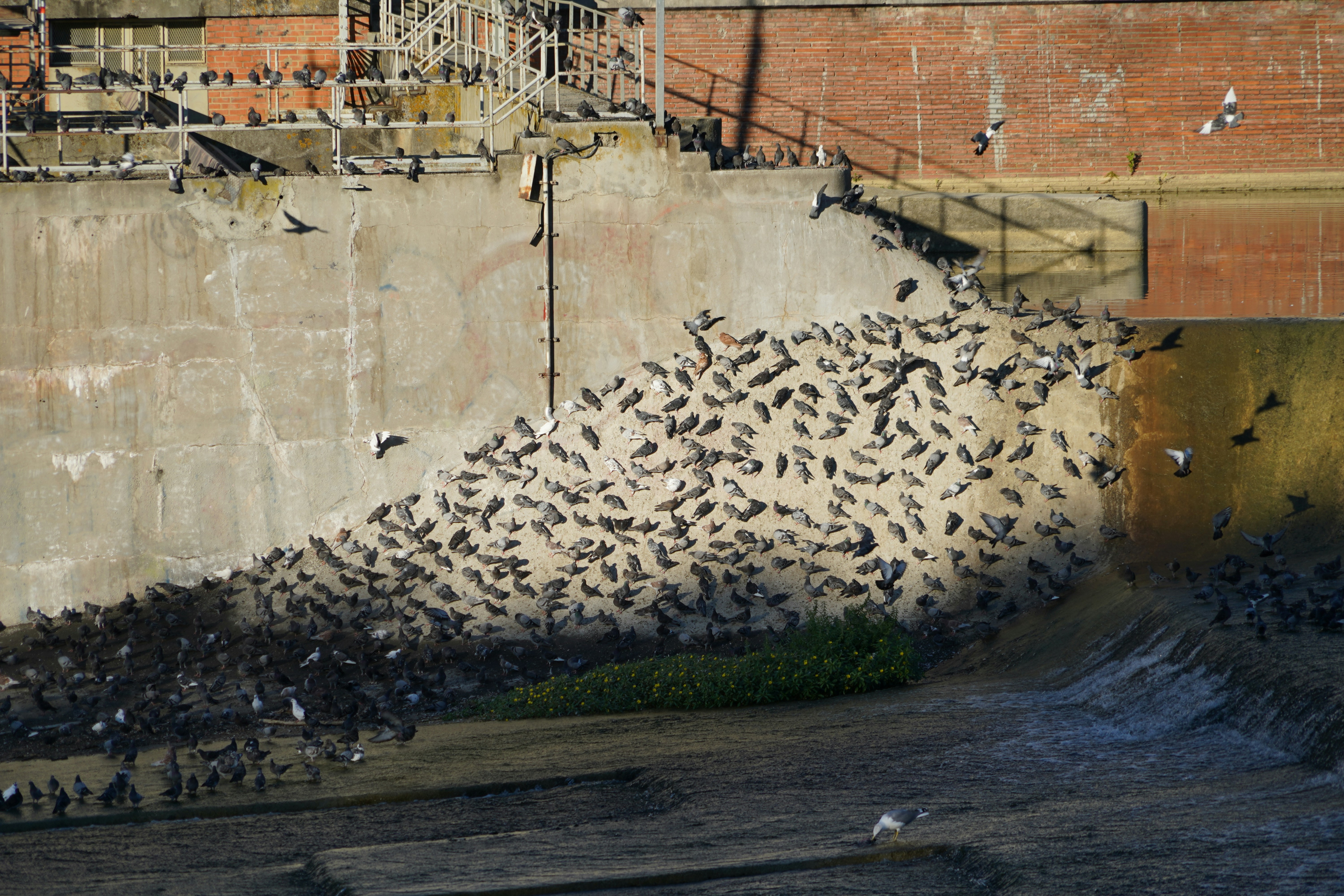 Flock at the Water’s Edge: Birds Veiling a Concrete Channel