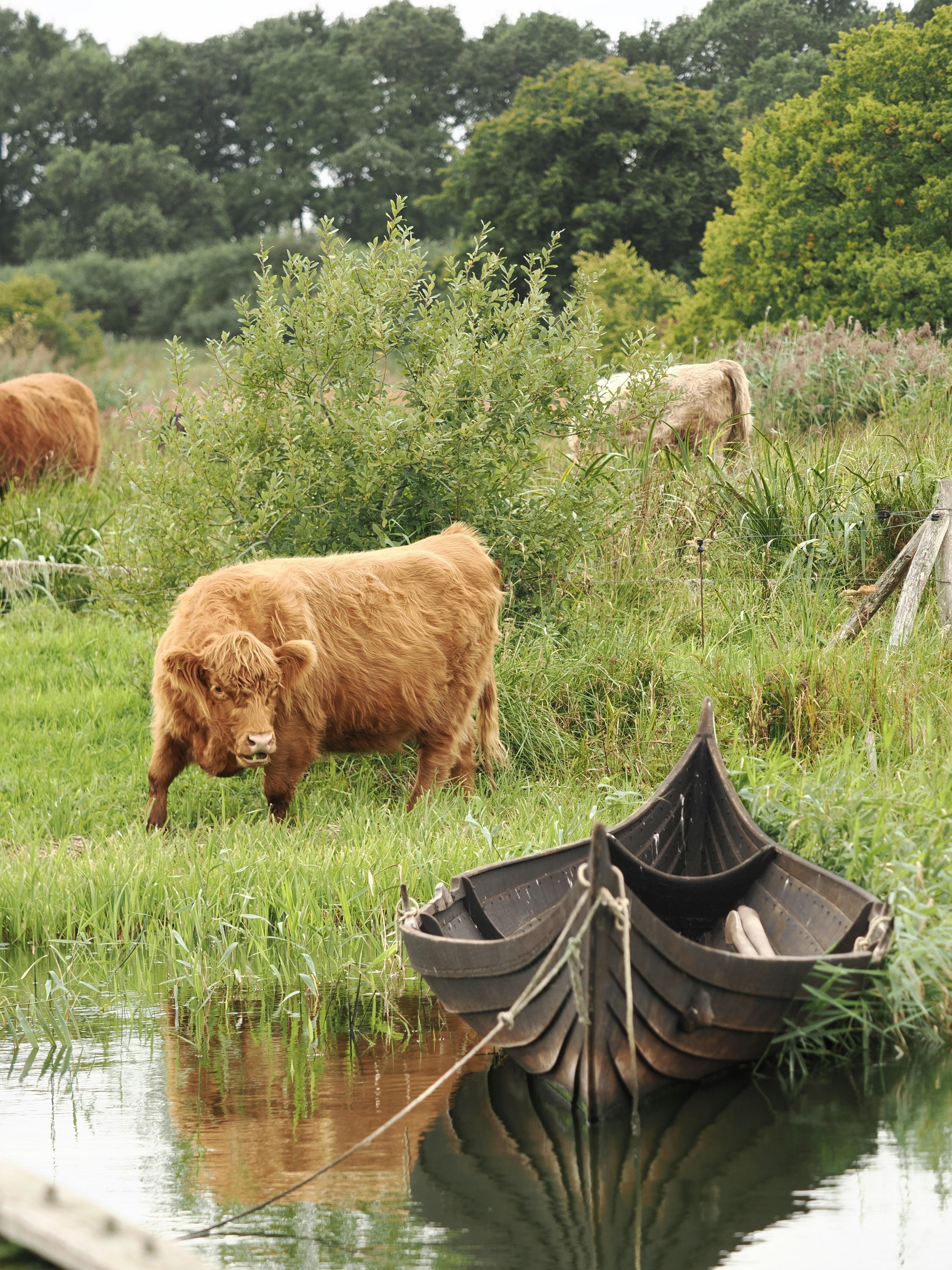Golden Highlander by the Watery Verge