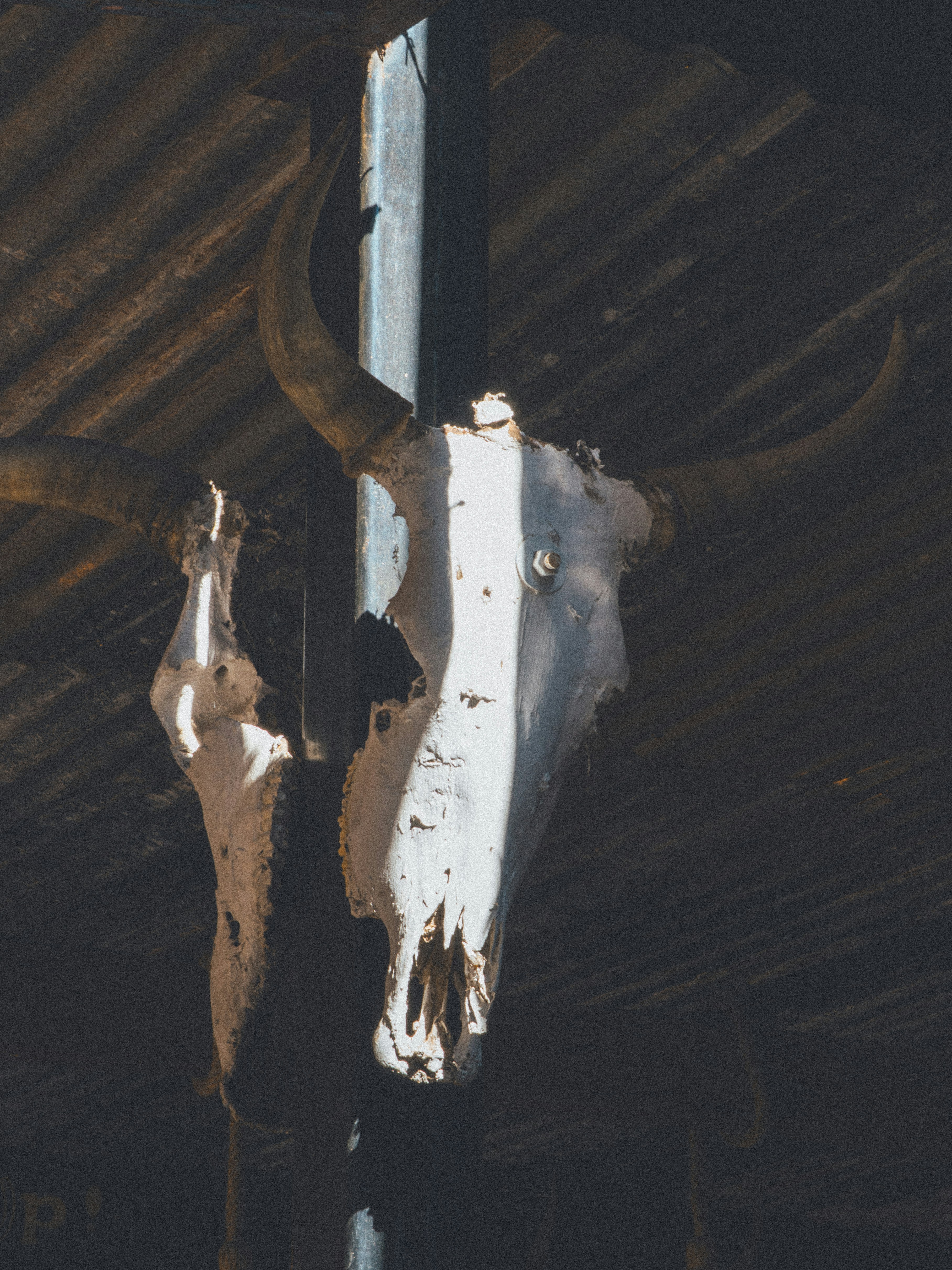Desiccated Skull and Weathered Beam: Echoes of a Silent Shelter