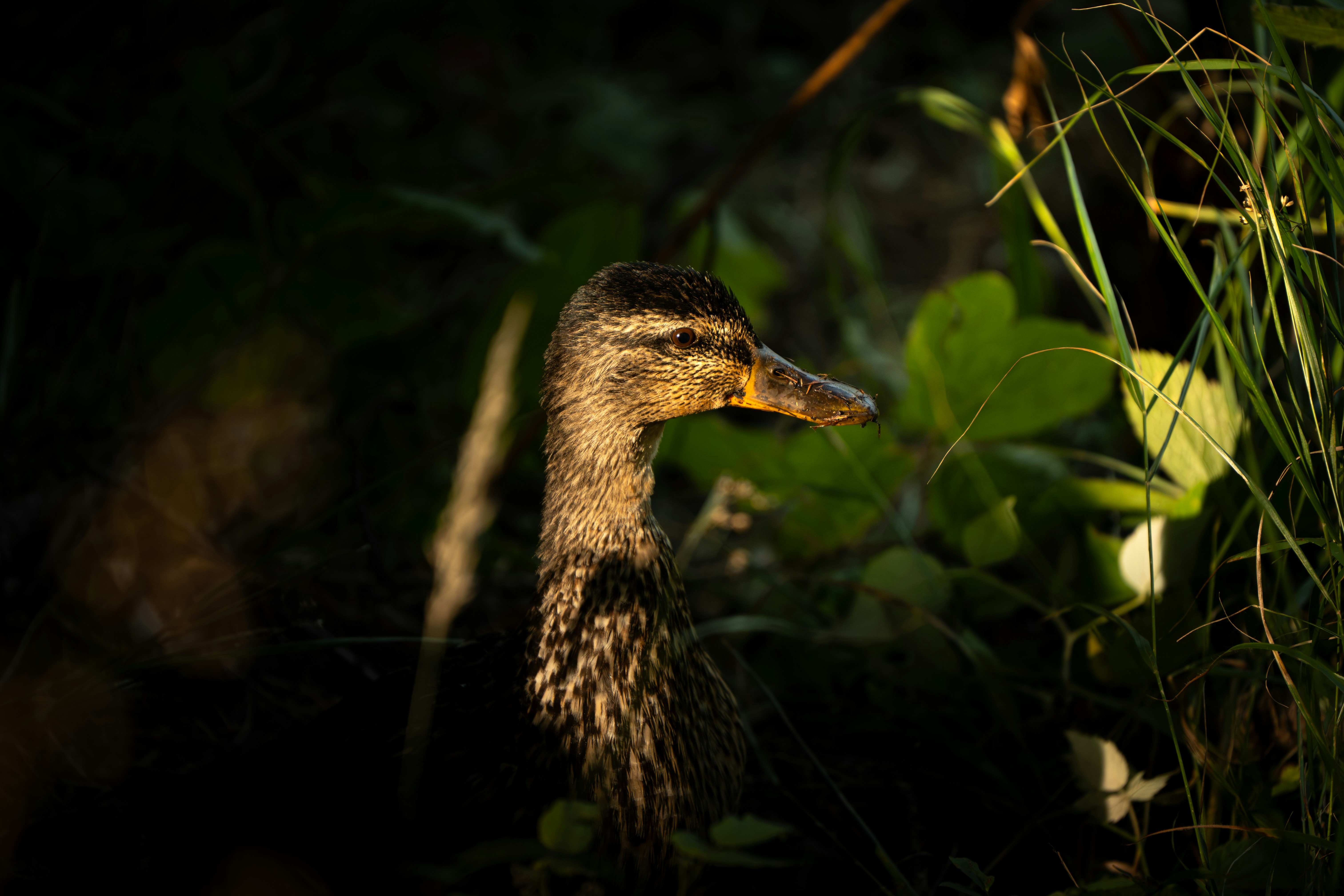 Hidden in the Shadows: A Duck Emerges from the Brush