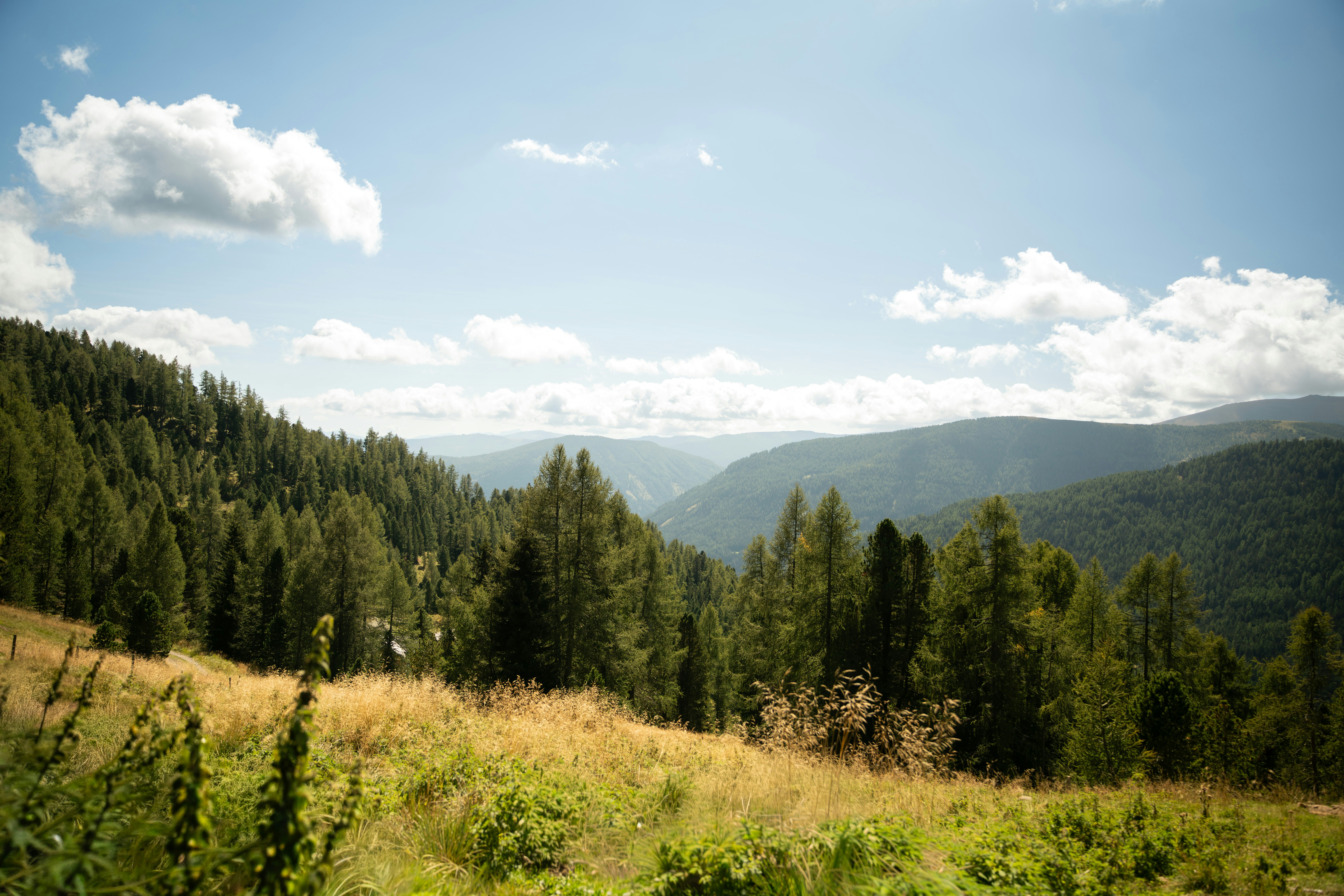 Sunlit Pines Over Rolling Valleys