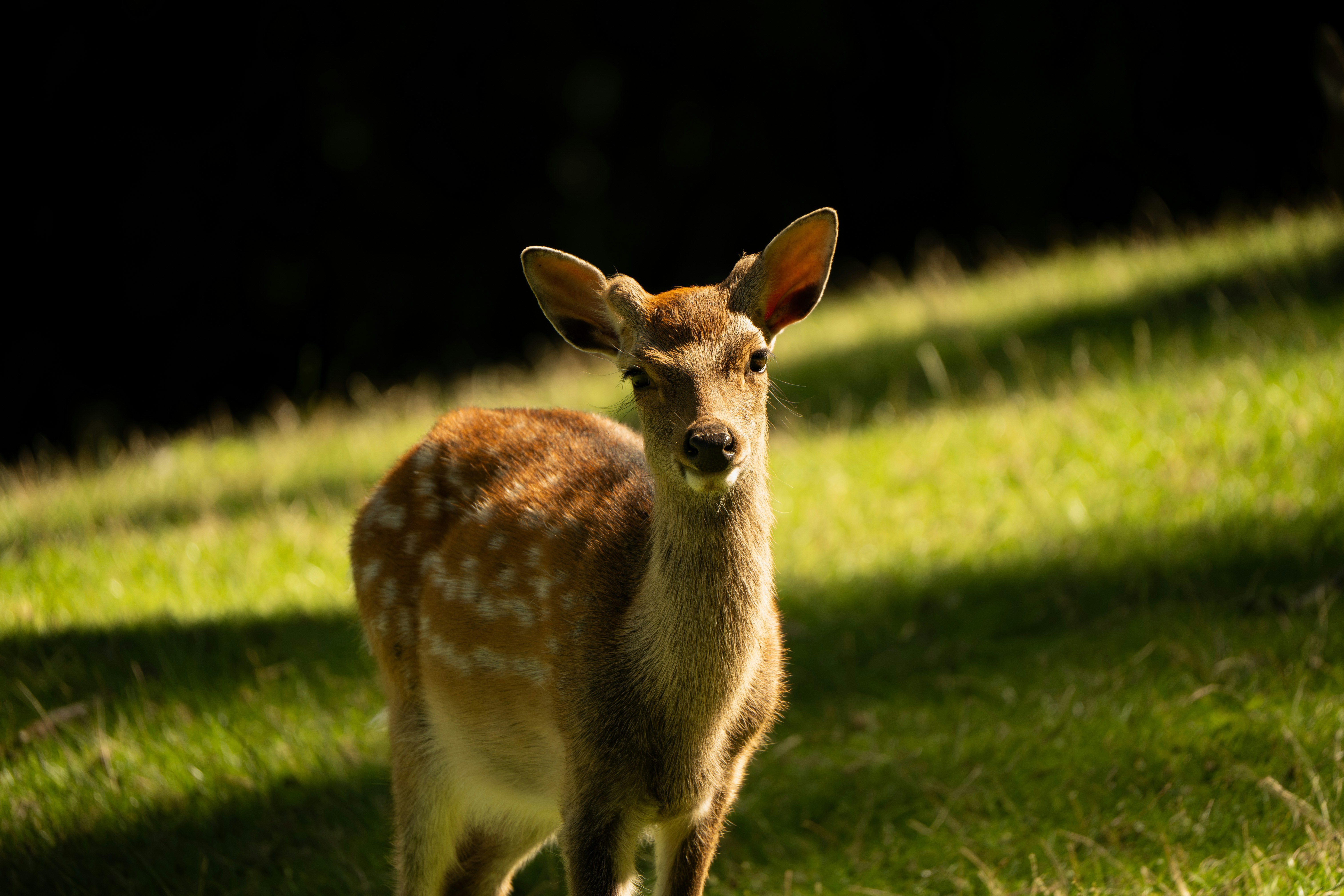 Dappled Fawn in Morning Light
