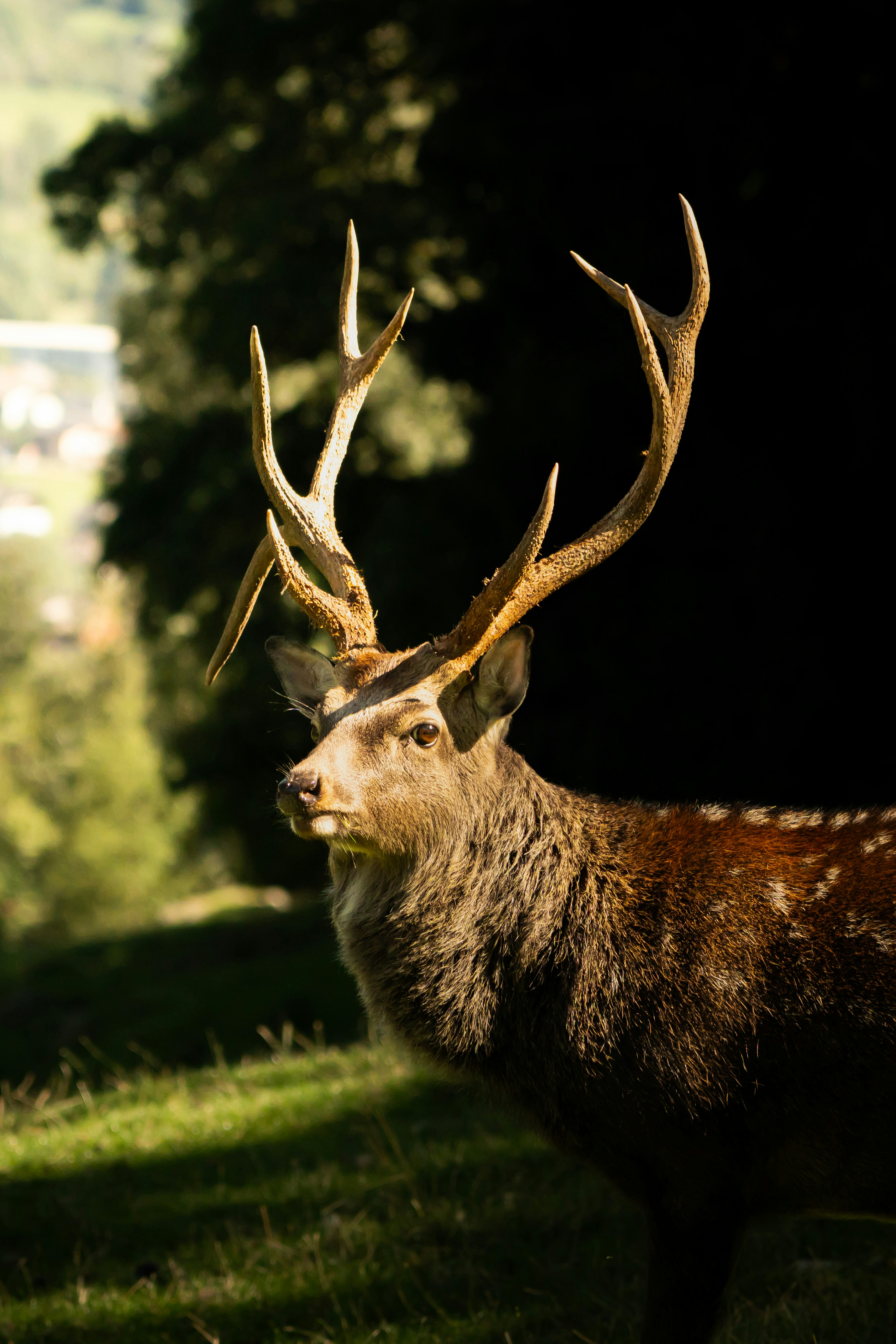 Stately Stag in Dappled Light