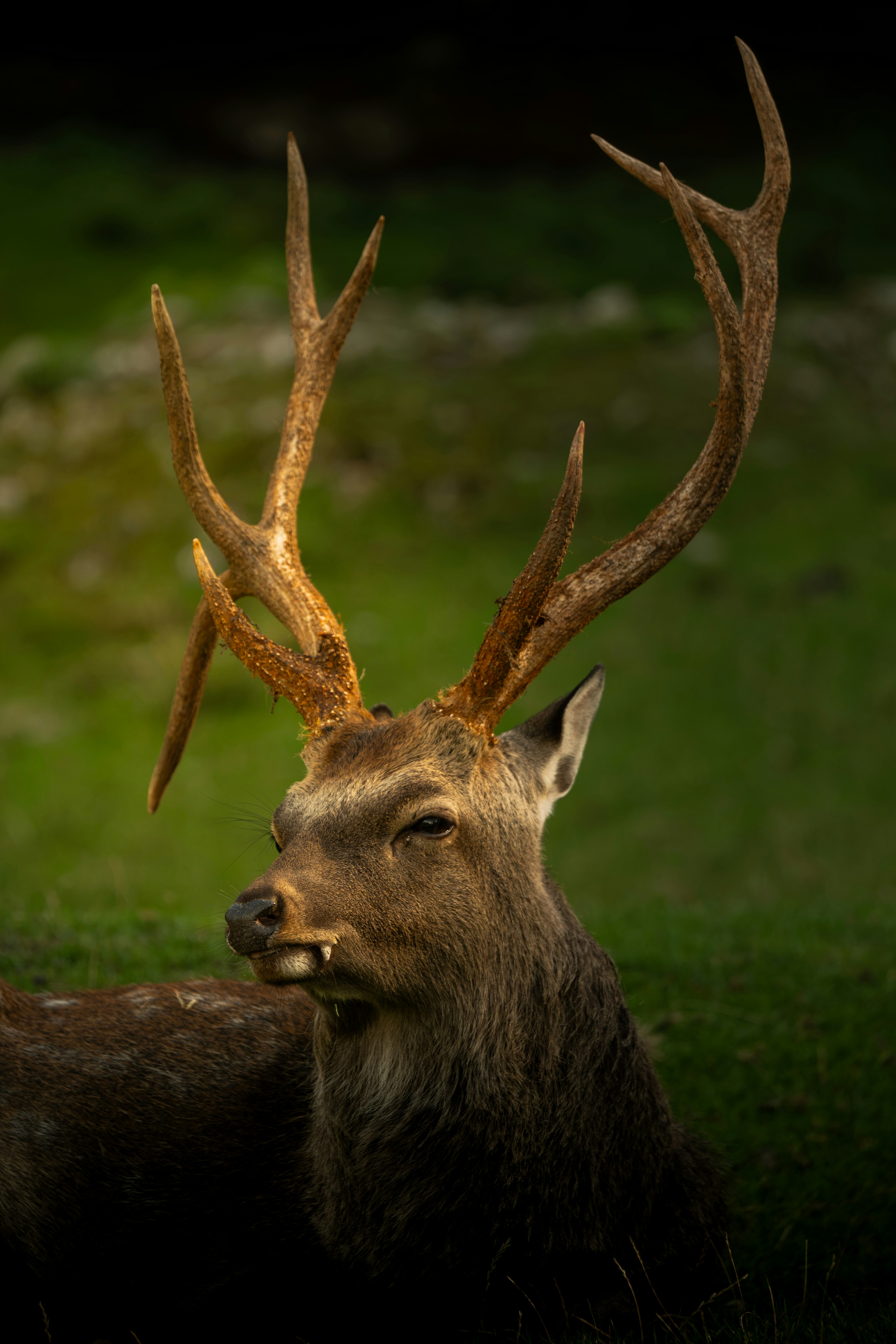Majestic Stare: A Stag Resting in Autumn Light