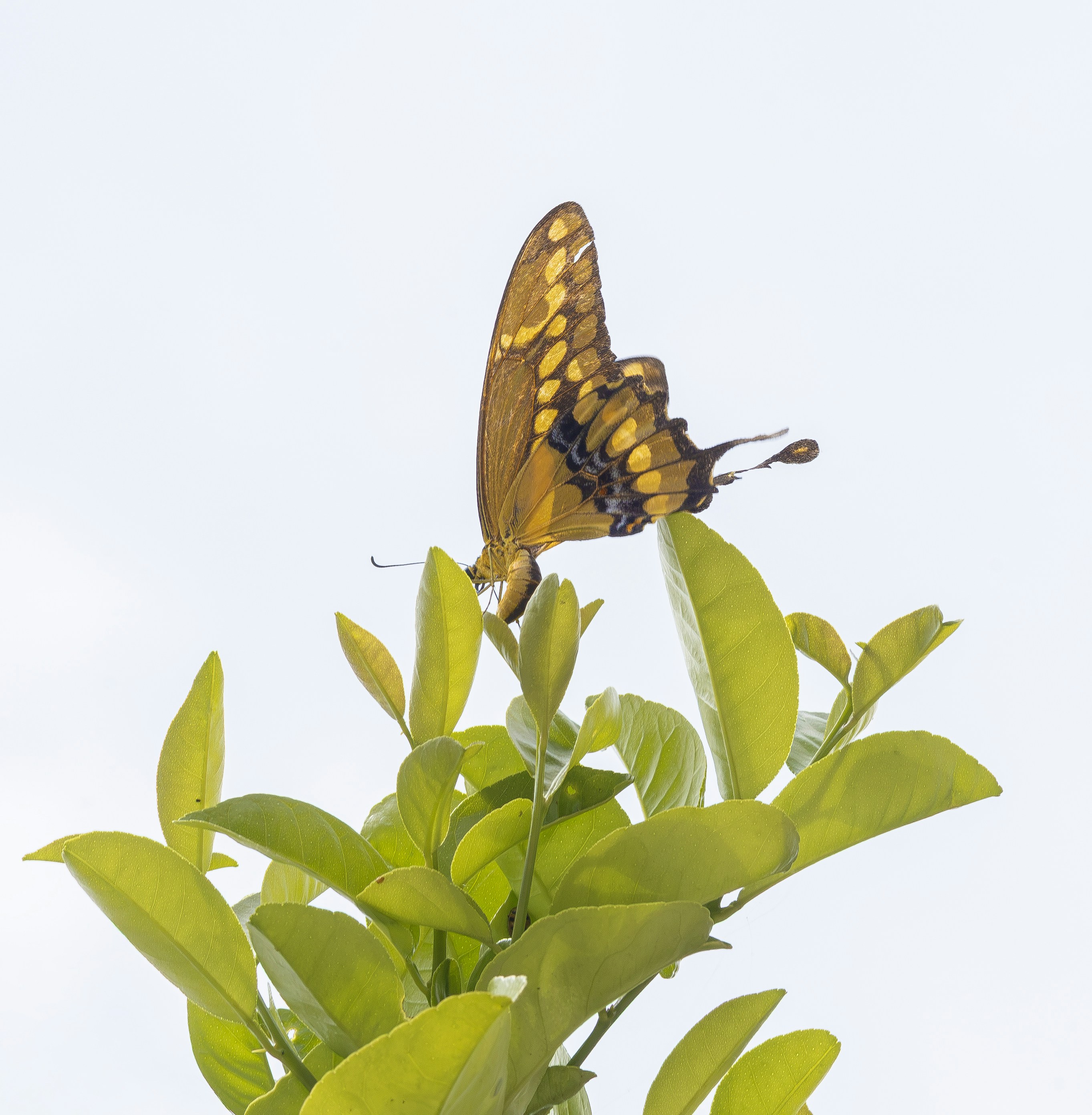 Golden Swallowtail Perched Above Green Veil