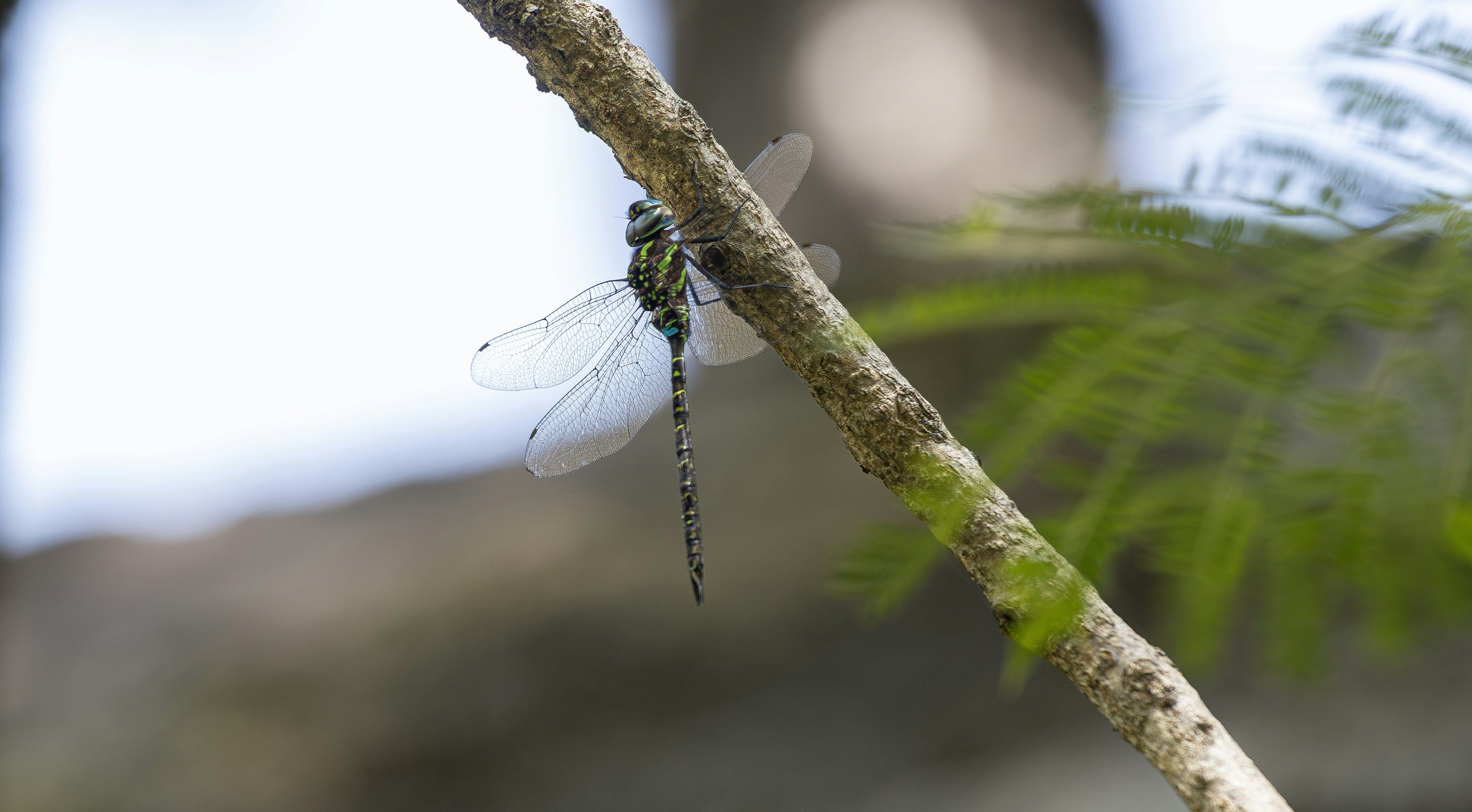 Dragonfly on a Quiet Branch: A Moment of Flight Suspended