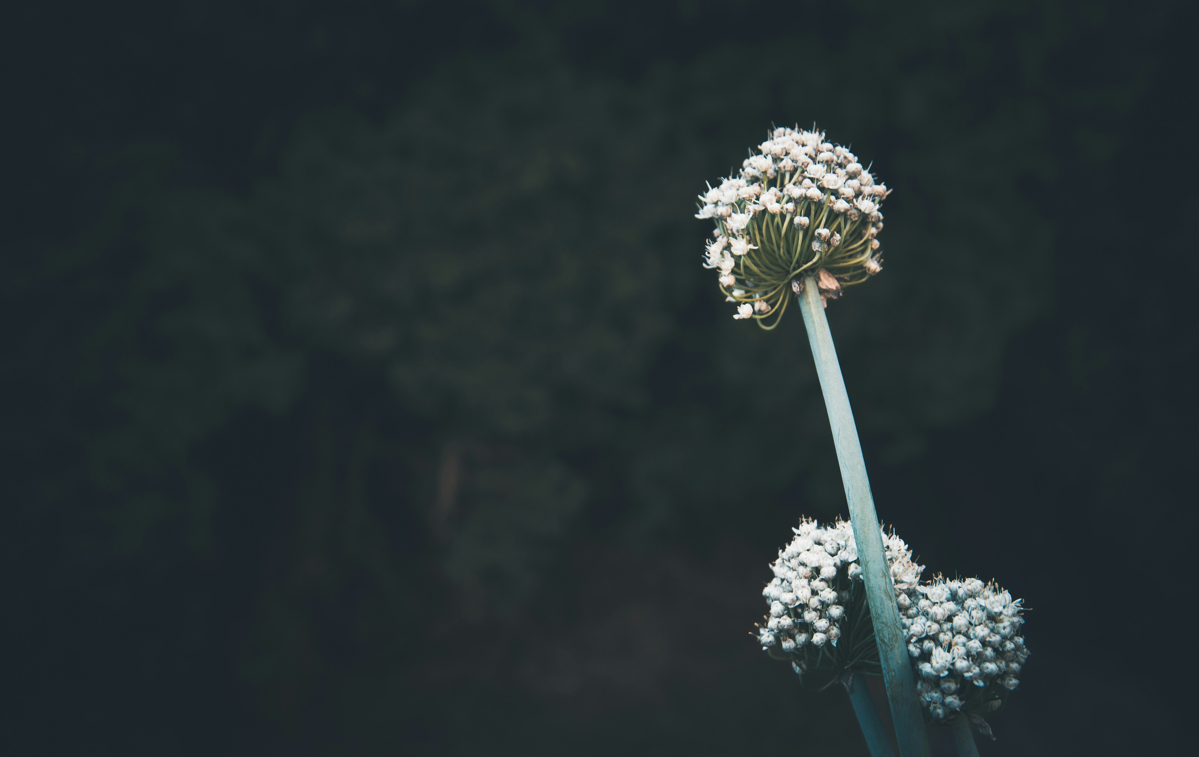 A lone umbellifer rises in a shadowed shore of night