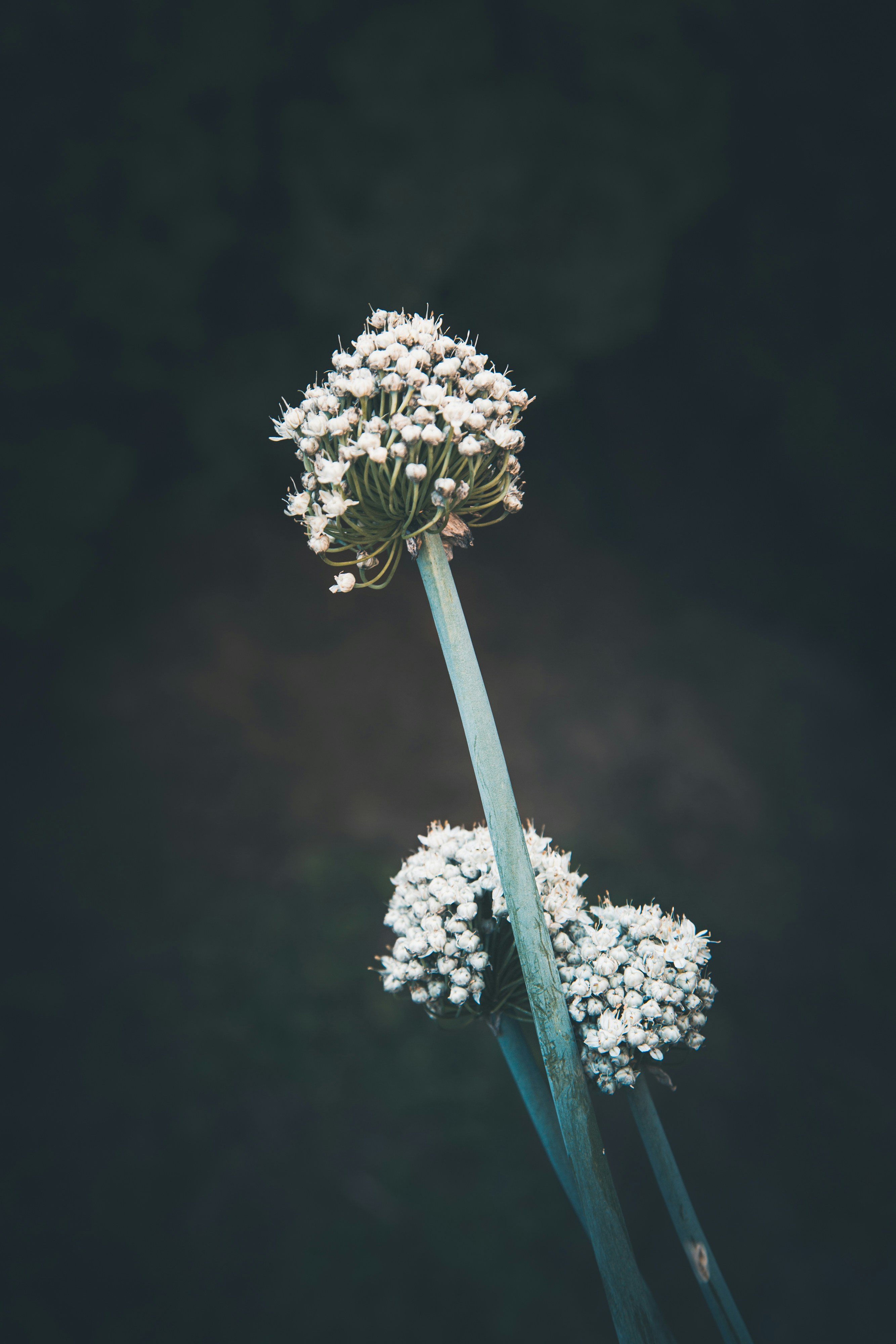 Tall Heads, Quiet Evening: Allium Silhouettes in a Velvet Gloom