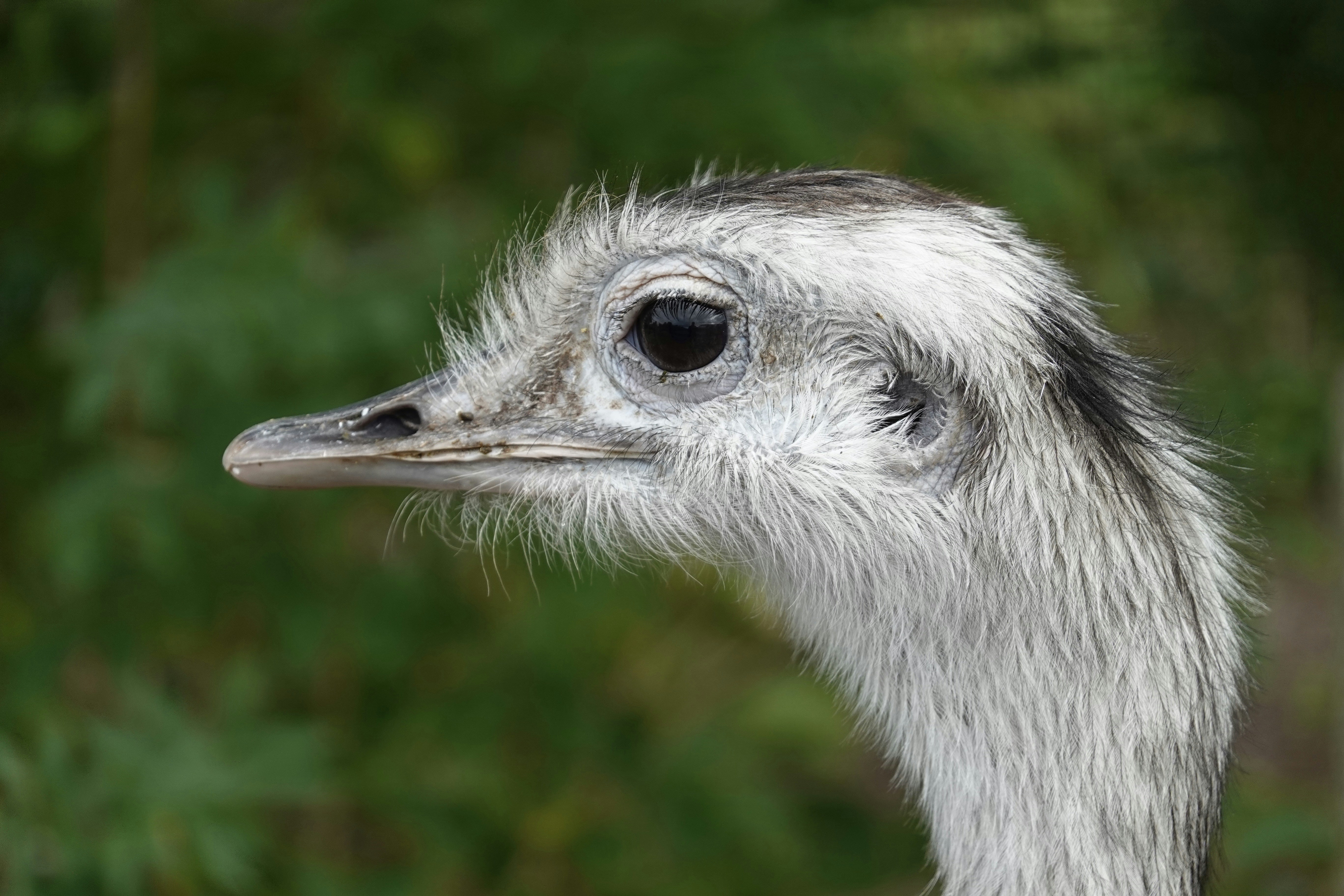 Close Portrait of an Ostrich Chick’s Head in Profile