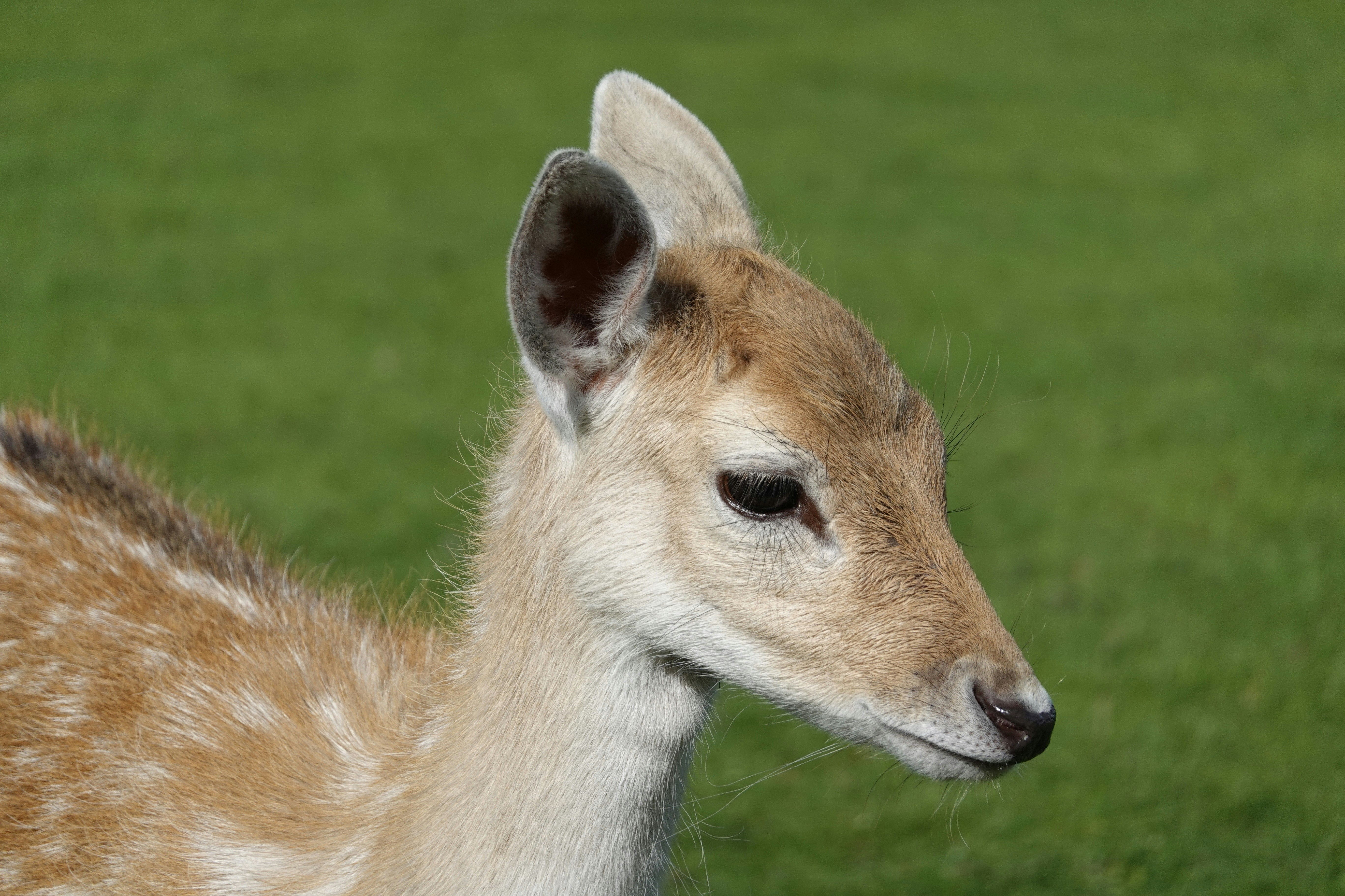 Gentle Fawn Portrait: Quiet Gaze on a Sunlit Meadow