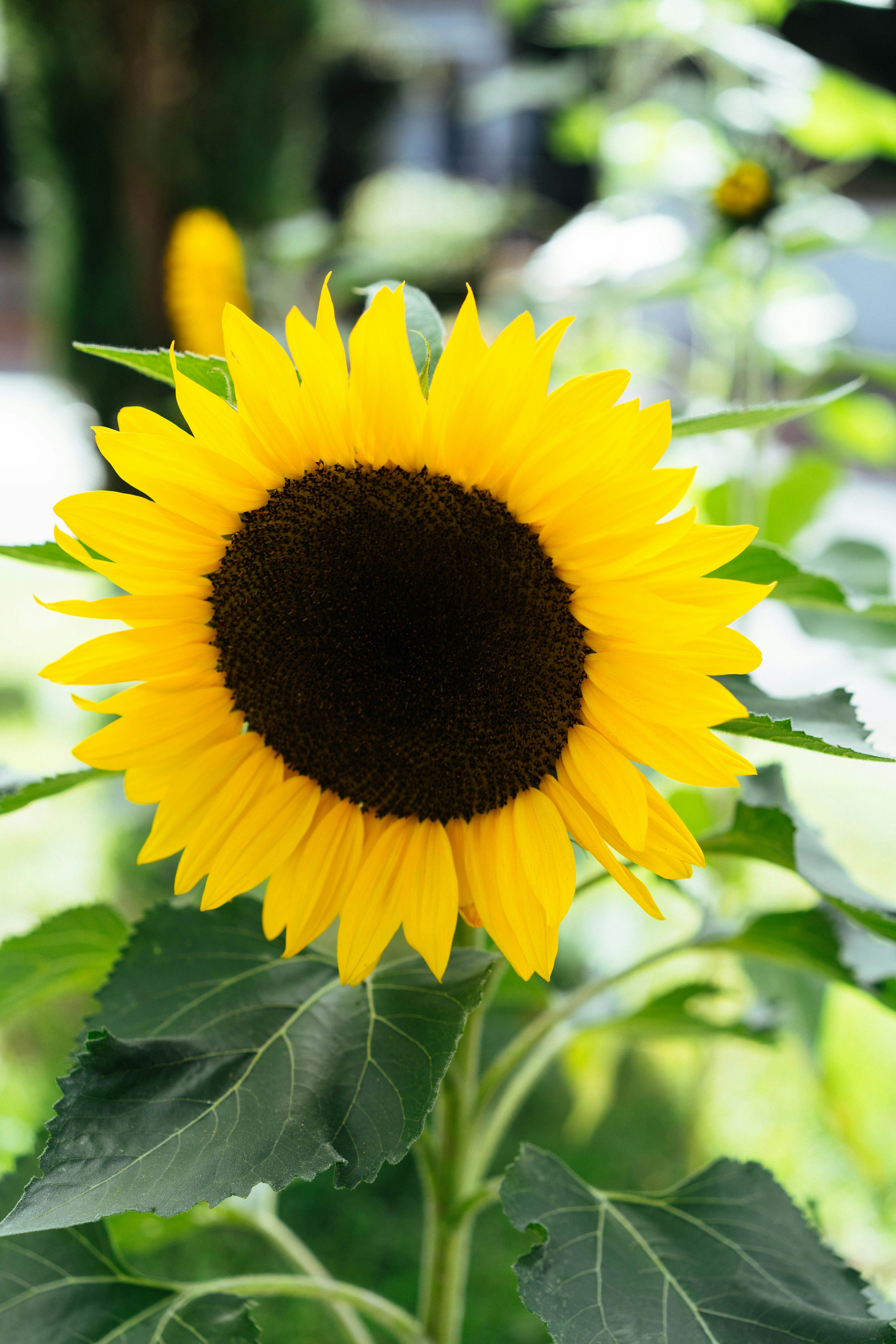 Sunlit Crown: A Bold Sunflower Centerstage