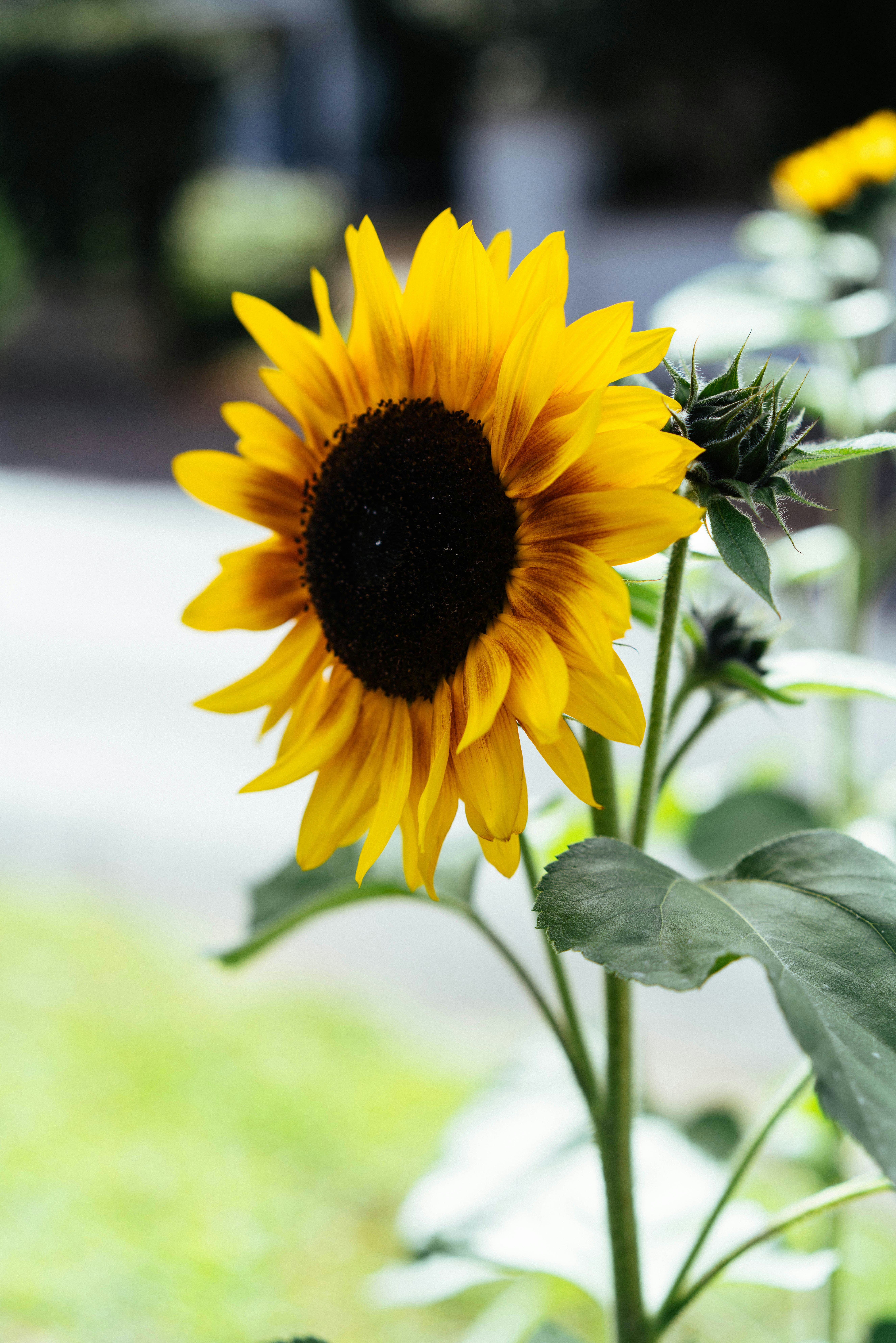 Sunflower in Focus: A Bold Golden Bloom Stands Upright