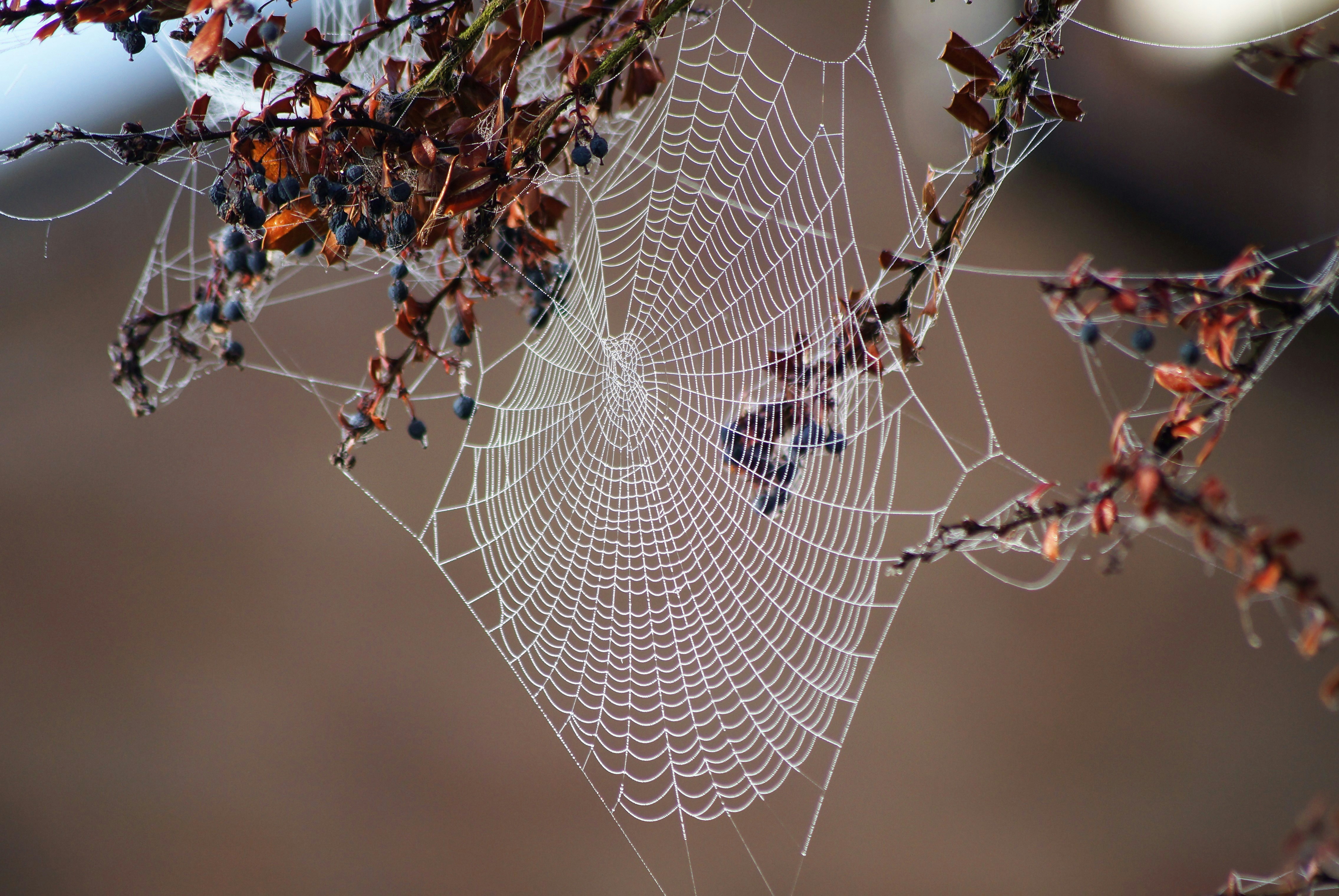 Delicate Web: Dew Adorned Spider Silk Framed by Withered Berries