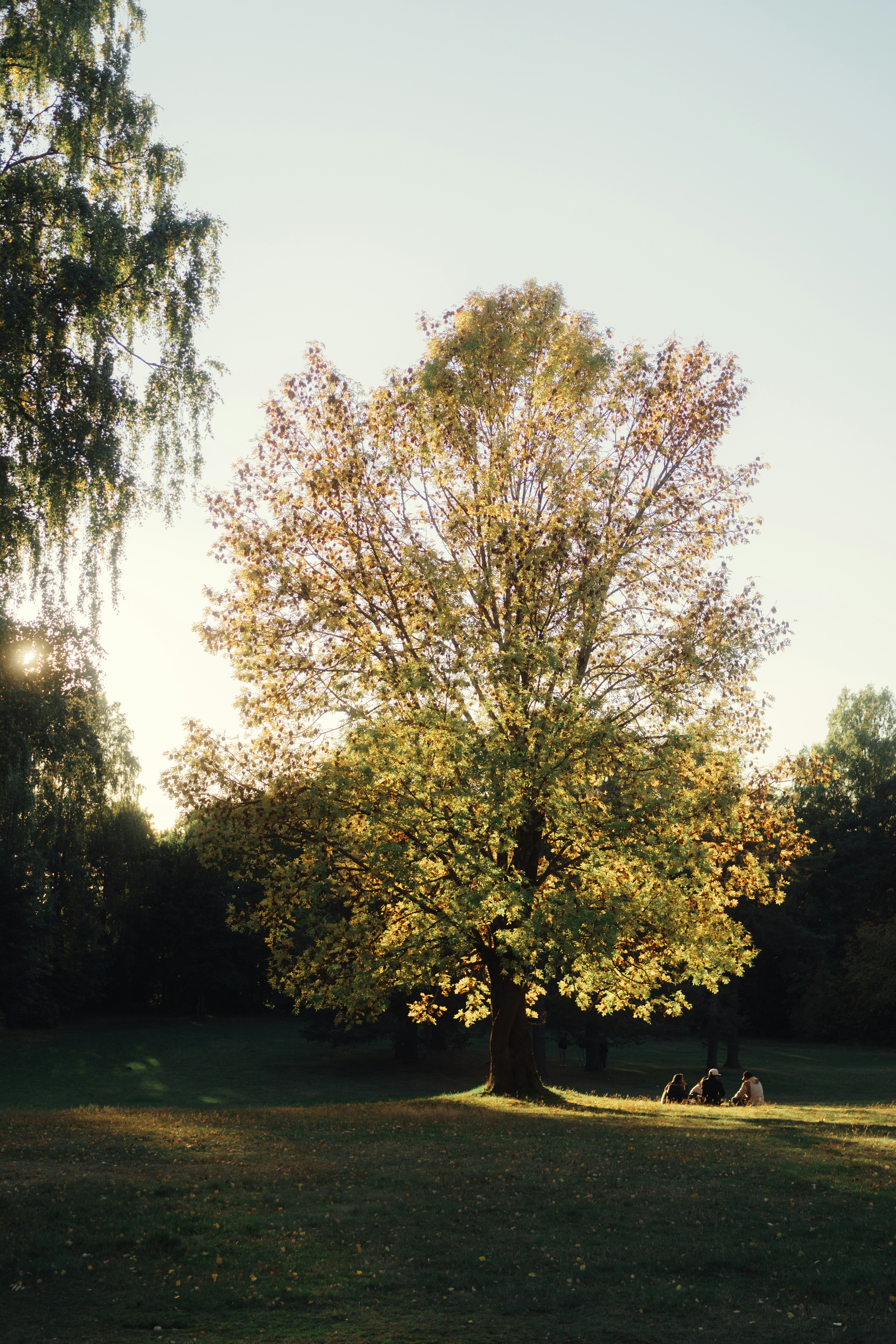 Autumn Sentinel under a Compass Sky