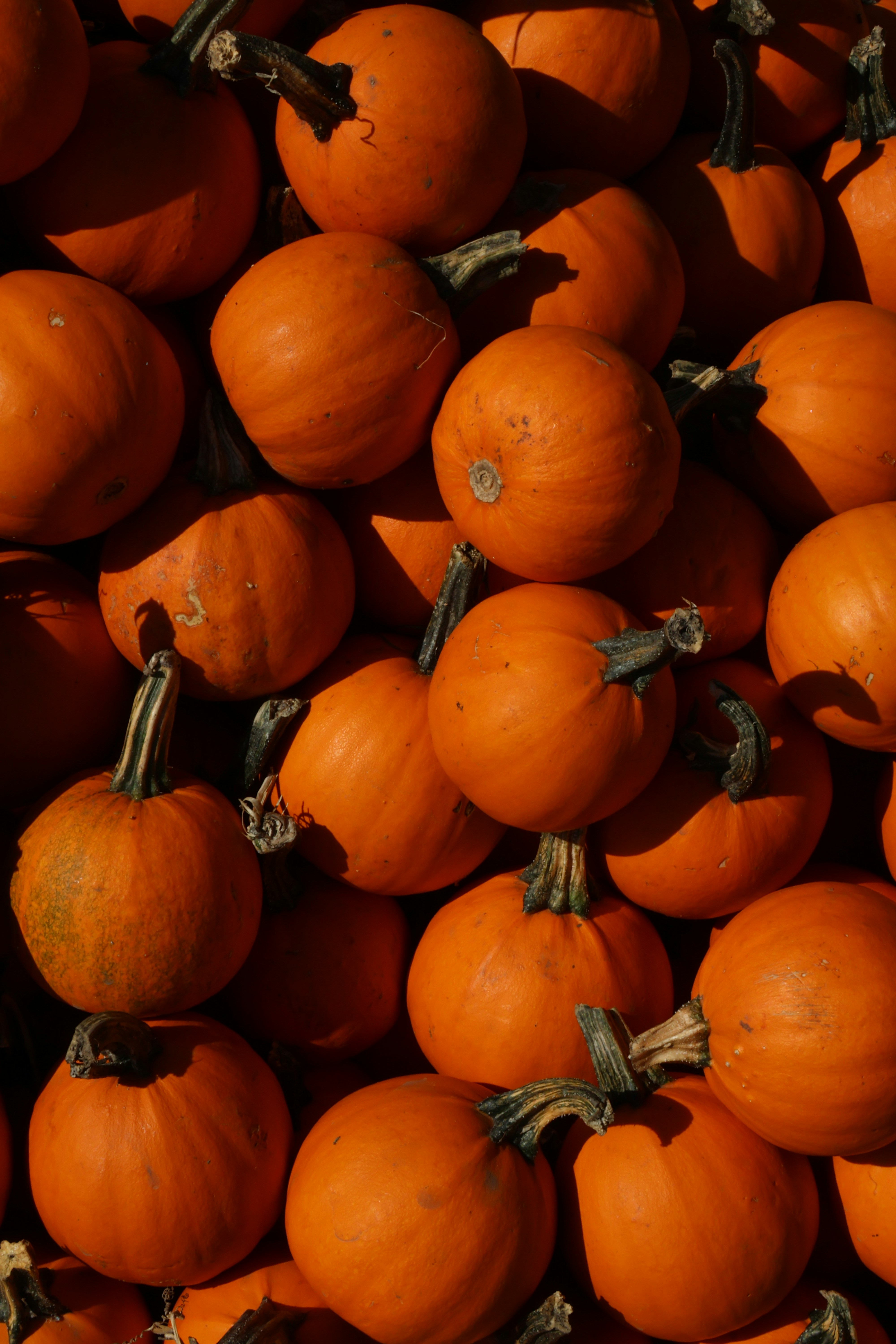 Orange Orchard in a Sea of Round Candies