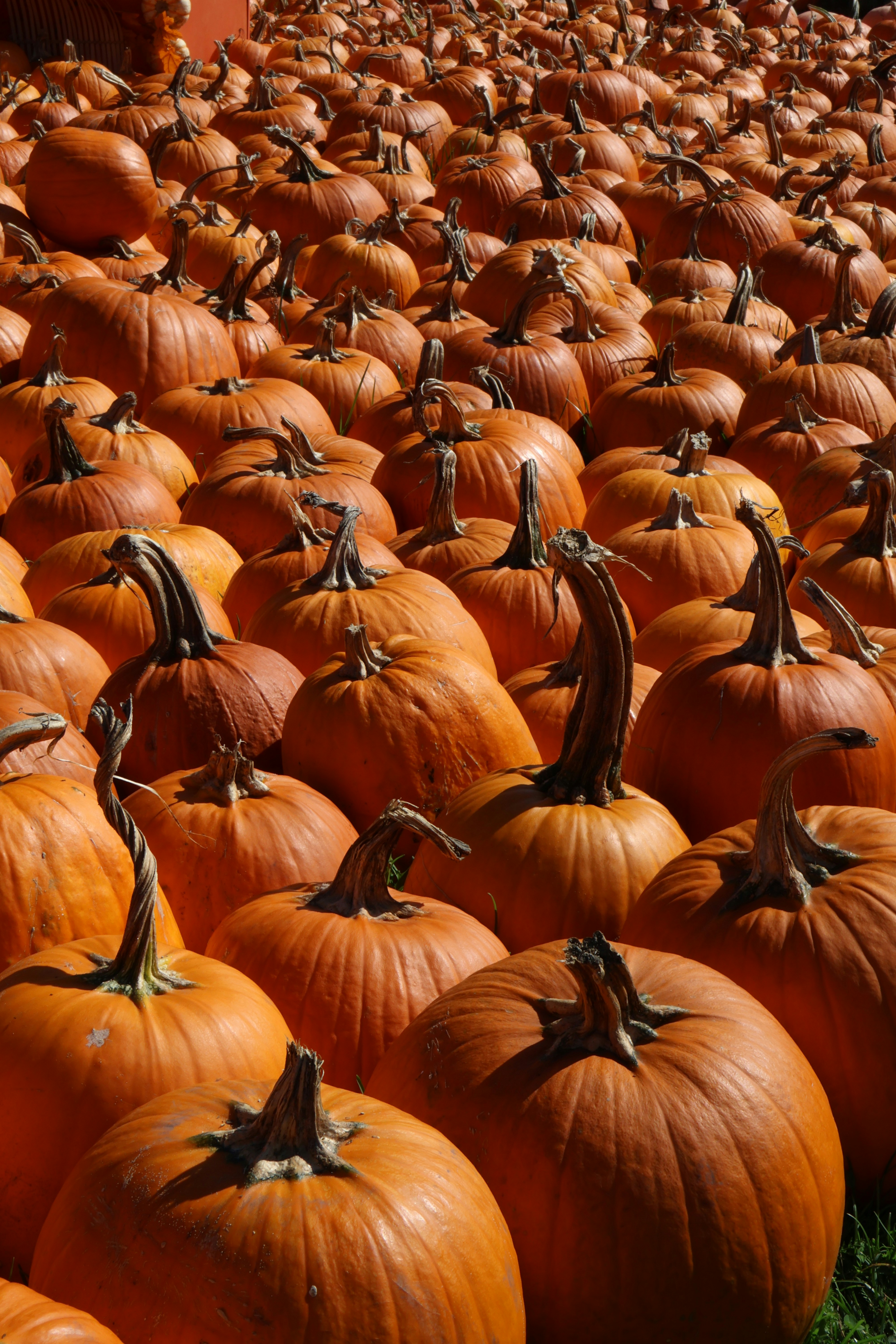 Crimson Sea of Pumpkins: A Field of Oranged Giants