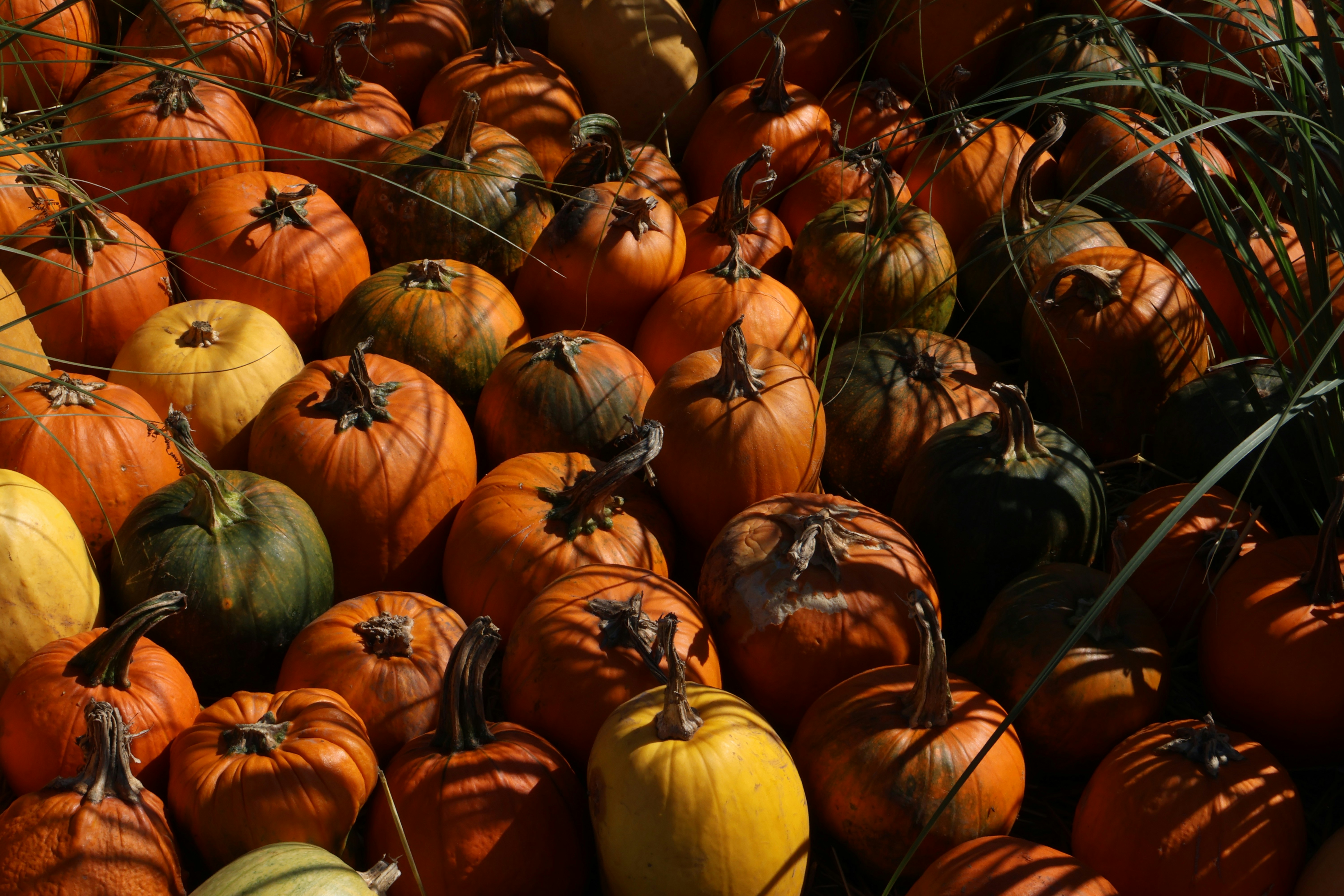 Evening Harvest: A Sea of Pumpkins at Dusk