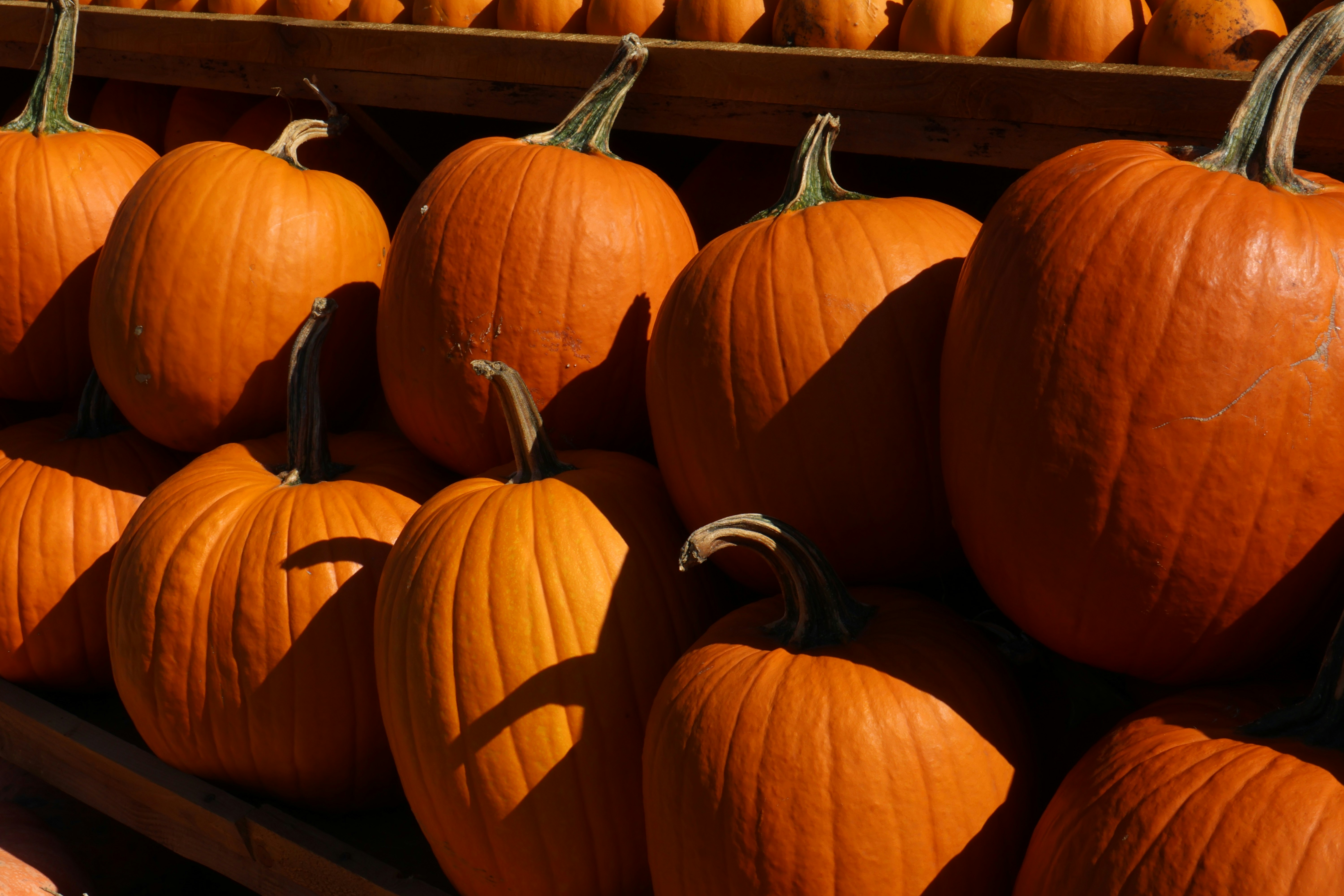 Sunlit Rows: Autumn Orbs in a Pumpkin Parade